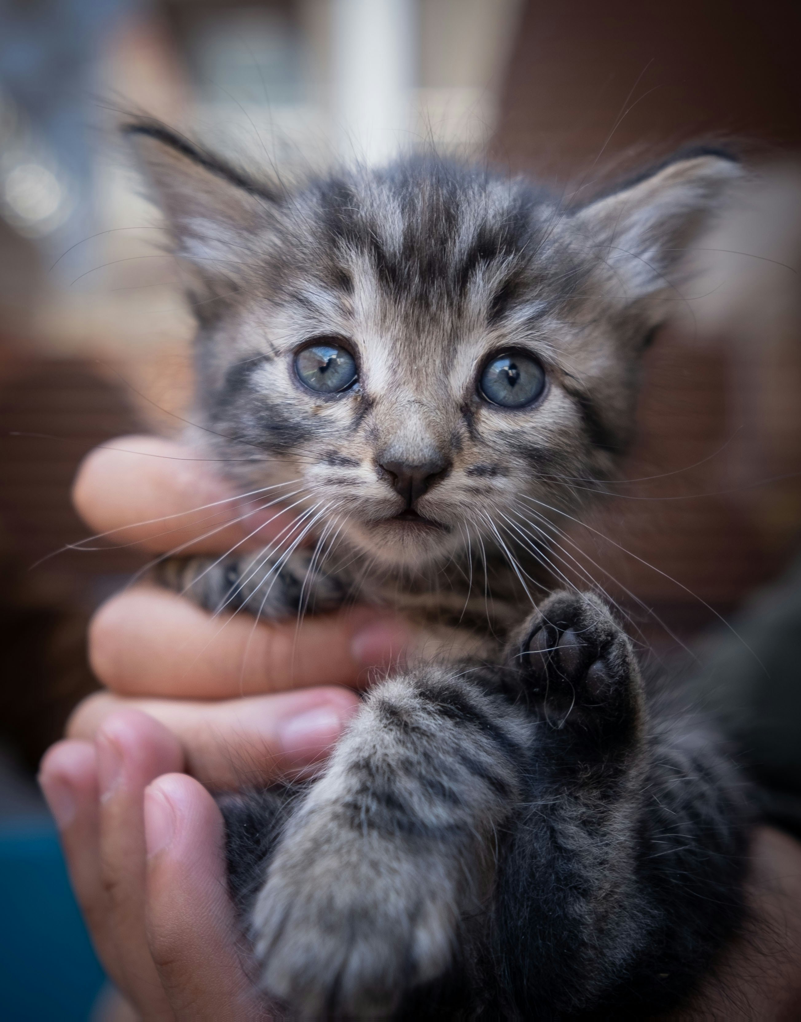 Blue-Eyed Kitten in a Gentle Handhold