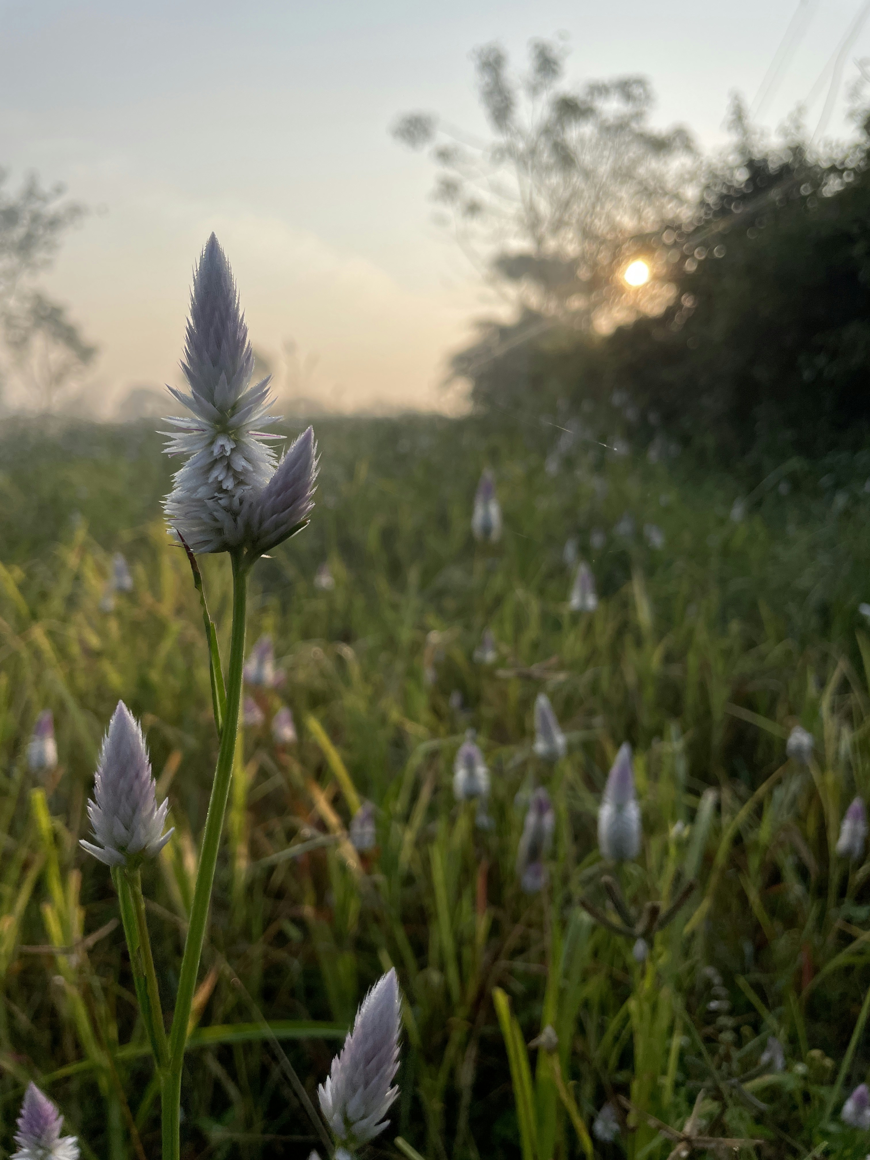 Lone lavender-tipped bloom in a sunlit meadow at golden hour