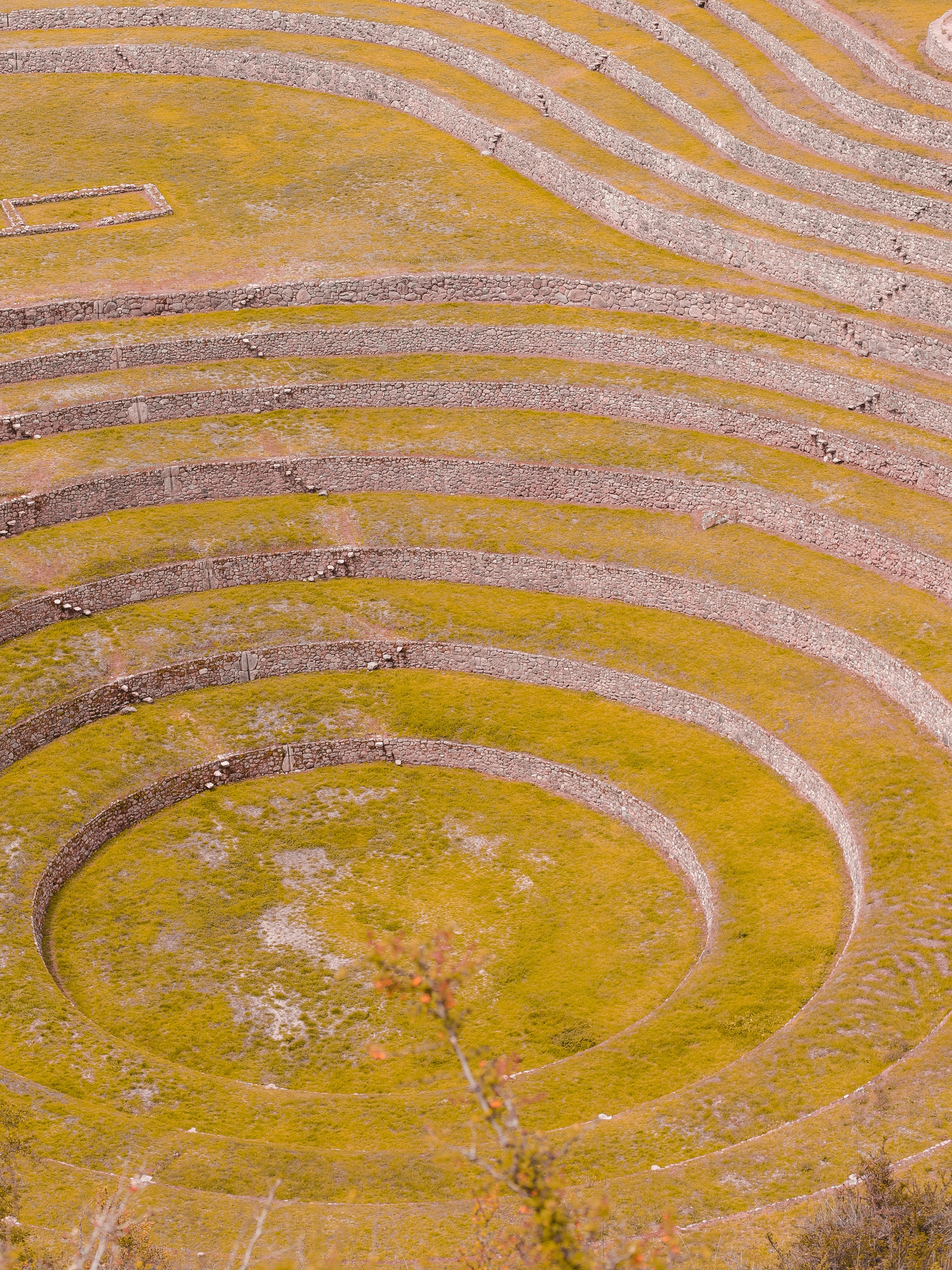 Intricate circular terraces of Moray, showcasing ancient agricultural techniques in the Andean highlands. The stone walls create a striking pattern against the golden grass.