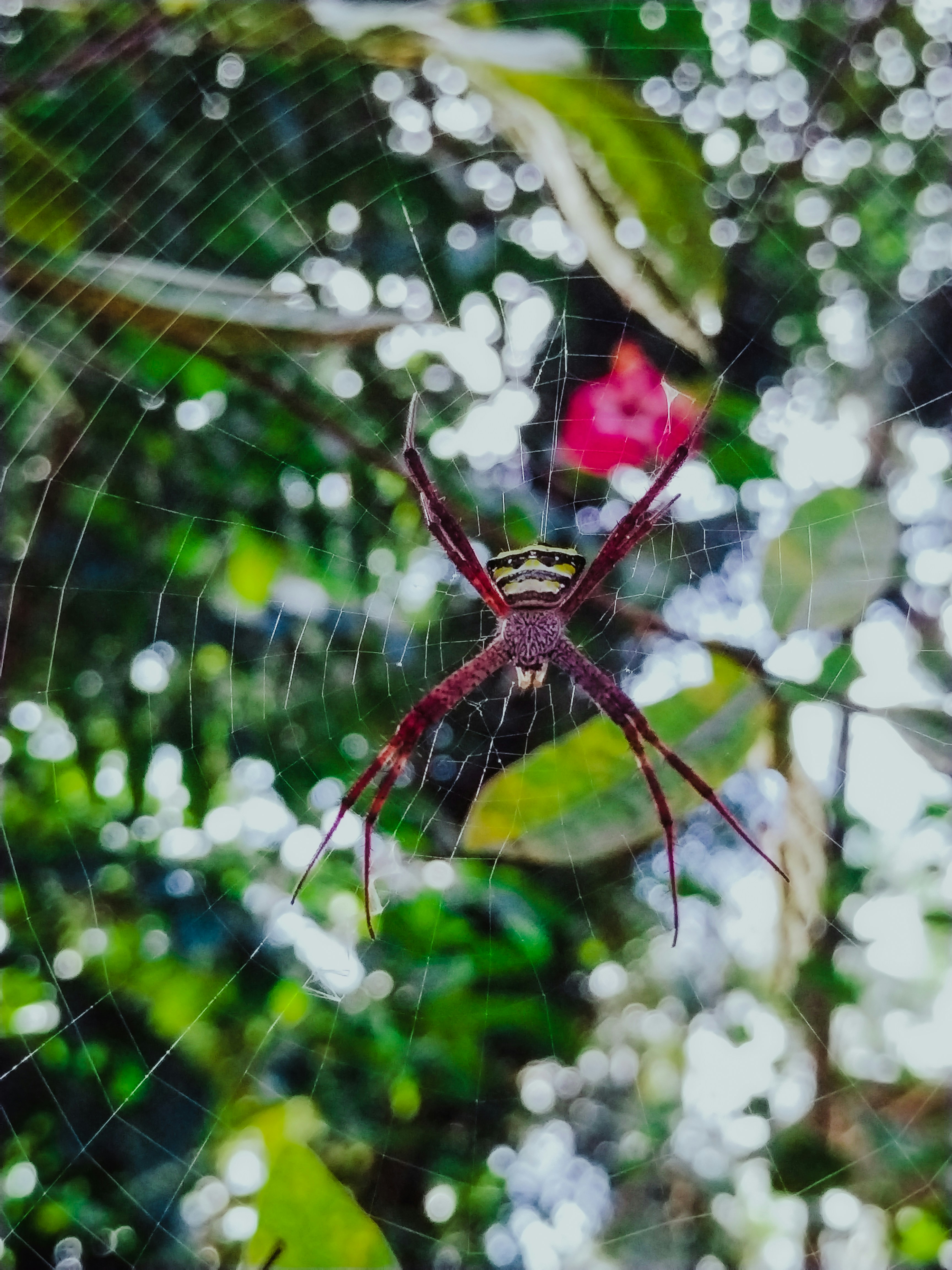 Close-up of a spider at the center of an intricate web amid sun-dappled foliage.