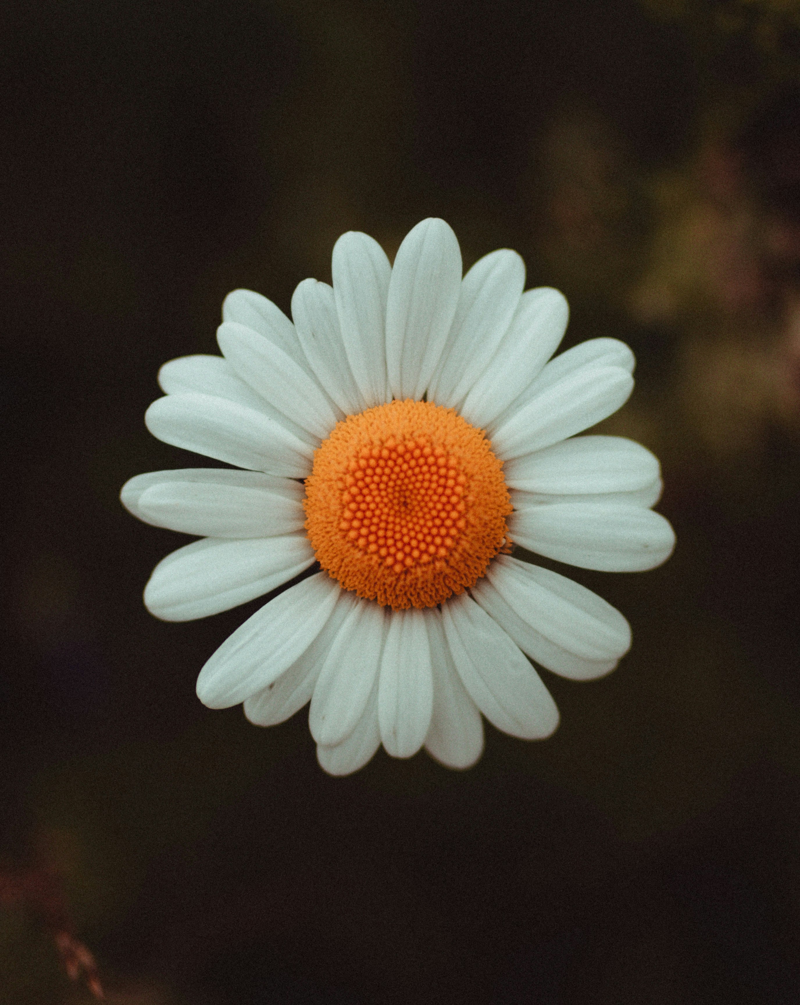 a white flower with a yellow center