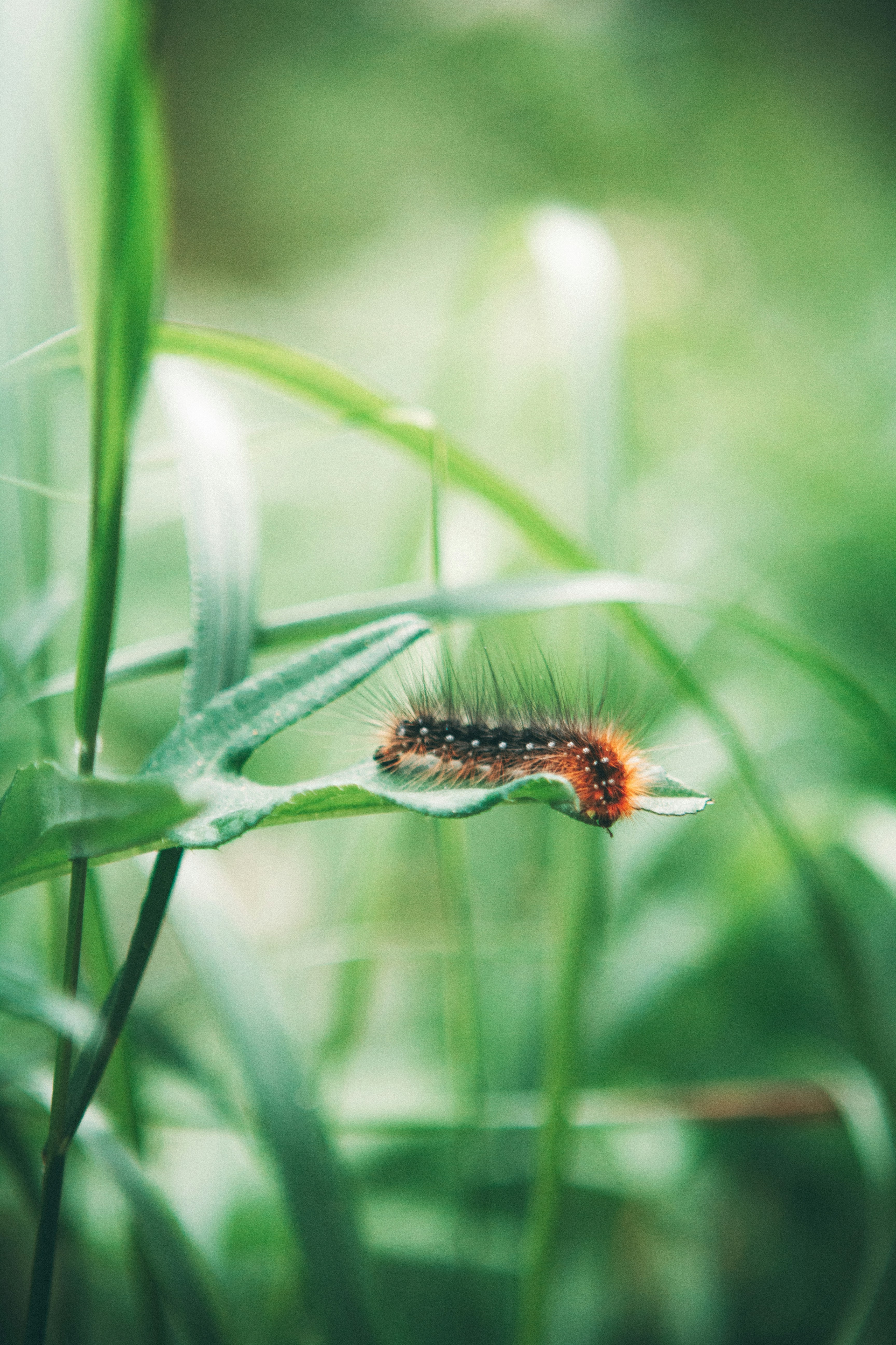Ember-furred Caterpillar on a Curled Leaf in a Soft Green Blur