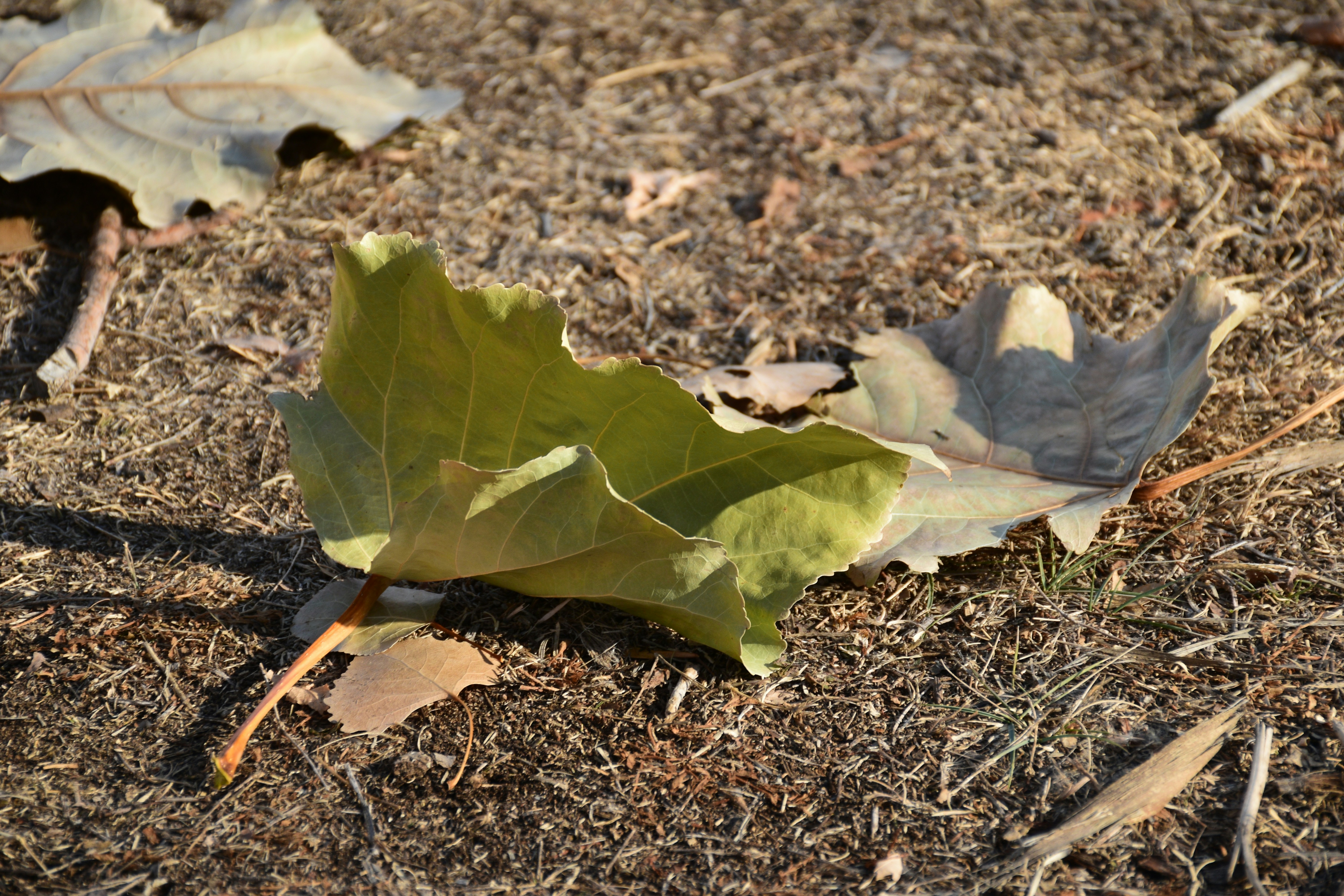 Emerald Leaf on Parched Ground: a quiet study in texture