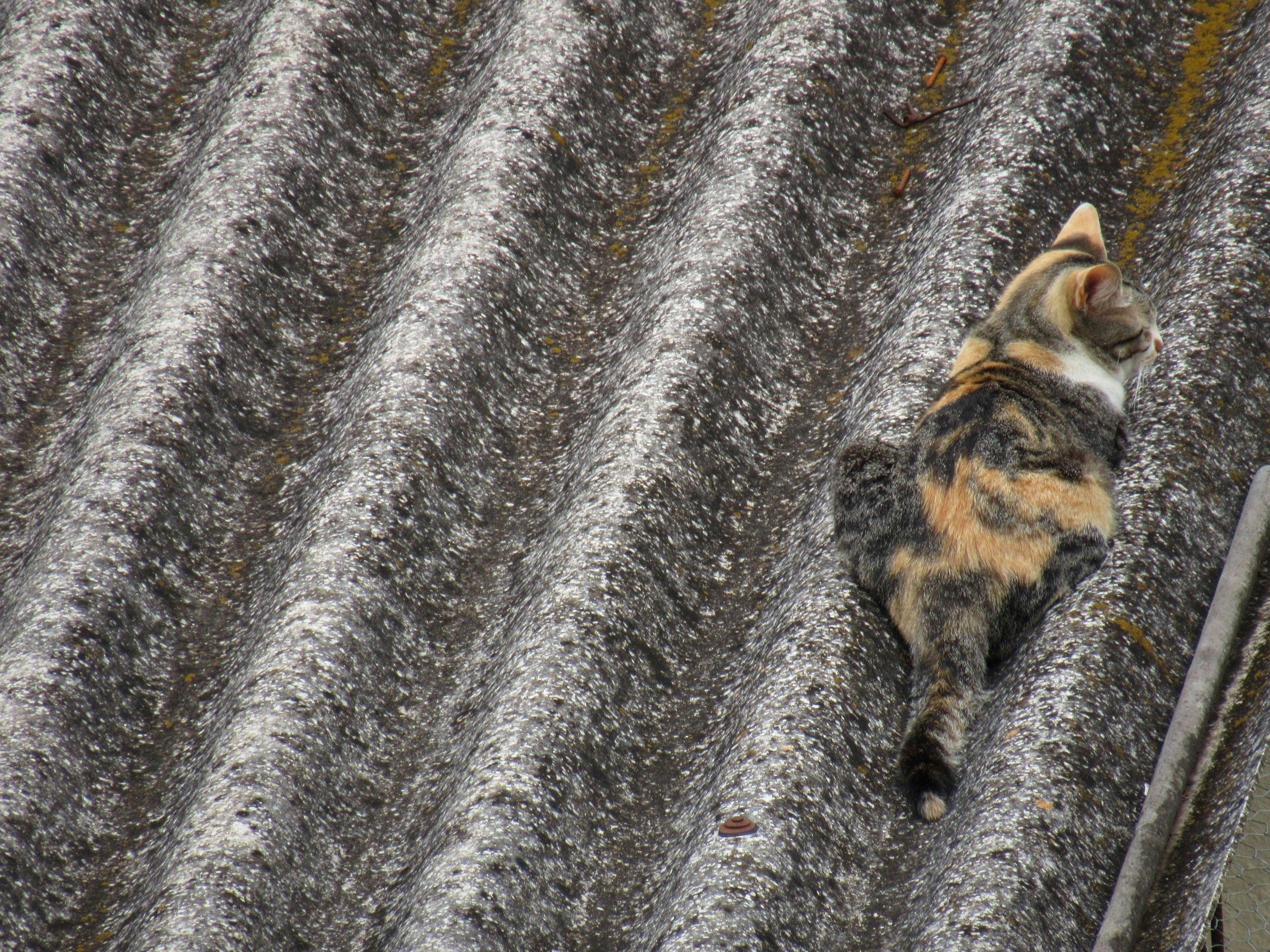 Calico Climber on a Weathered Roof Ridge