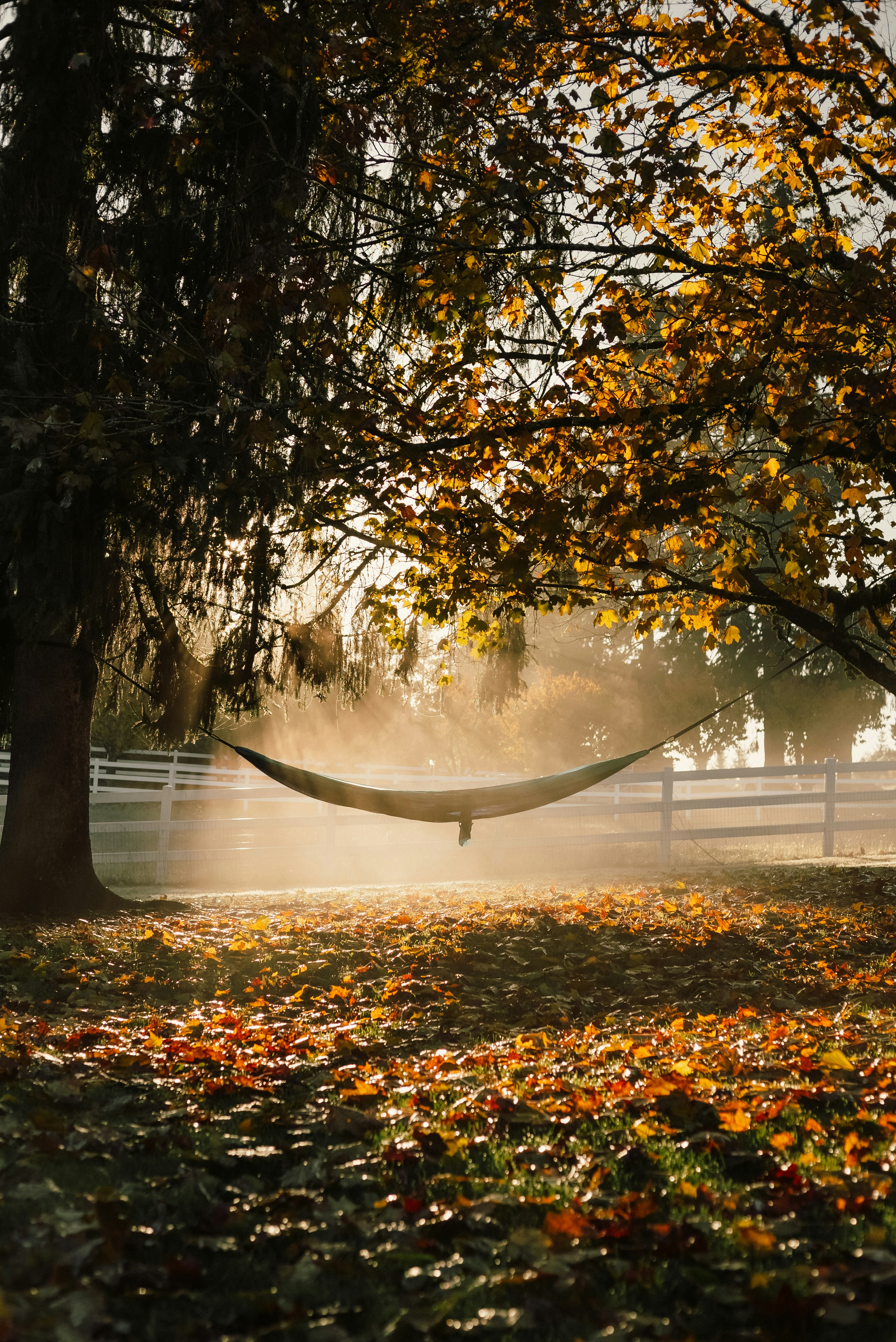 Golden Hour Hammock in a Quiet Autumn Clearing