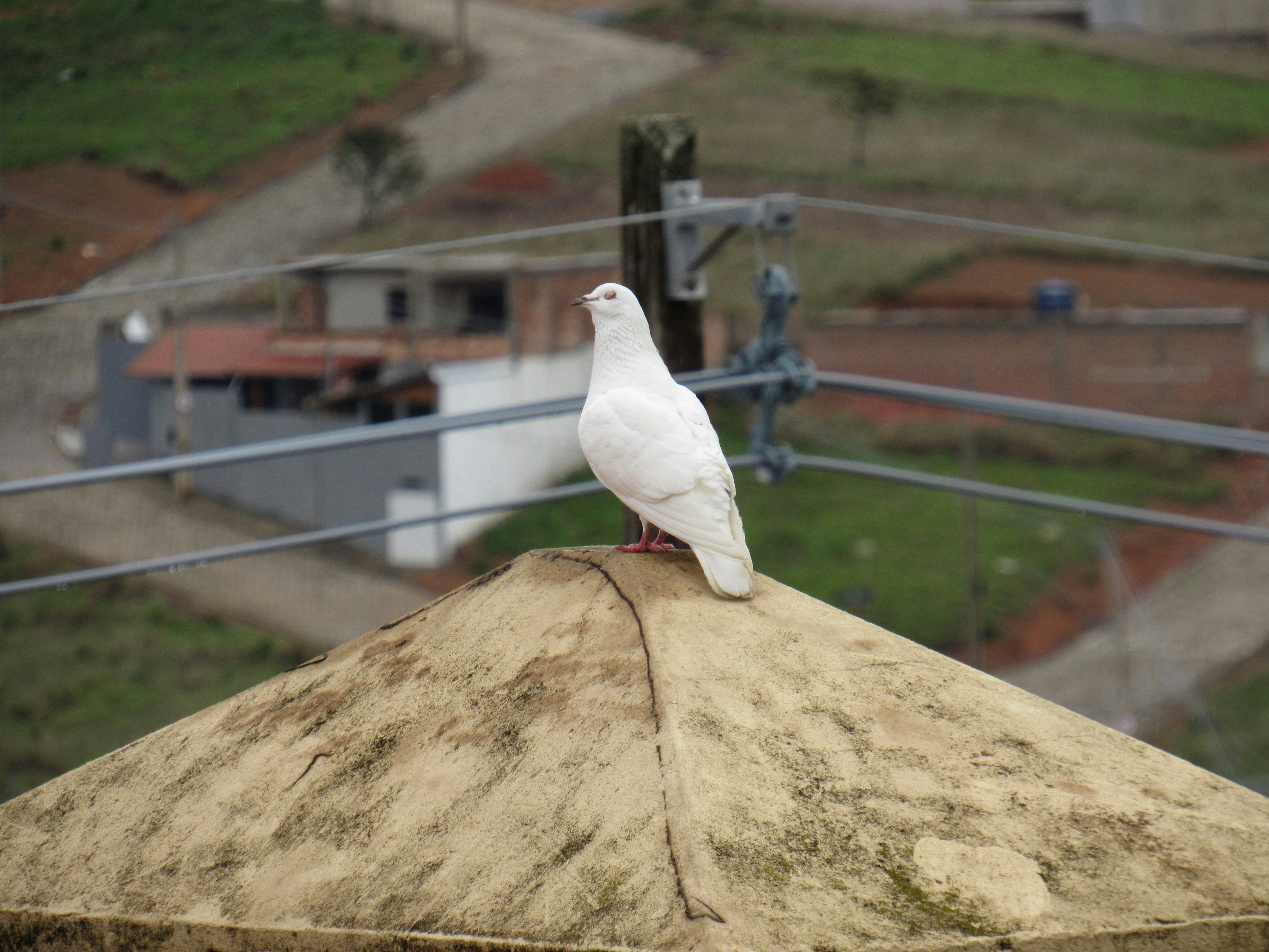 White Dove on a Weathered Rooftop Dome with Urban Backdrop