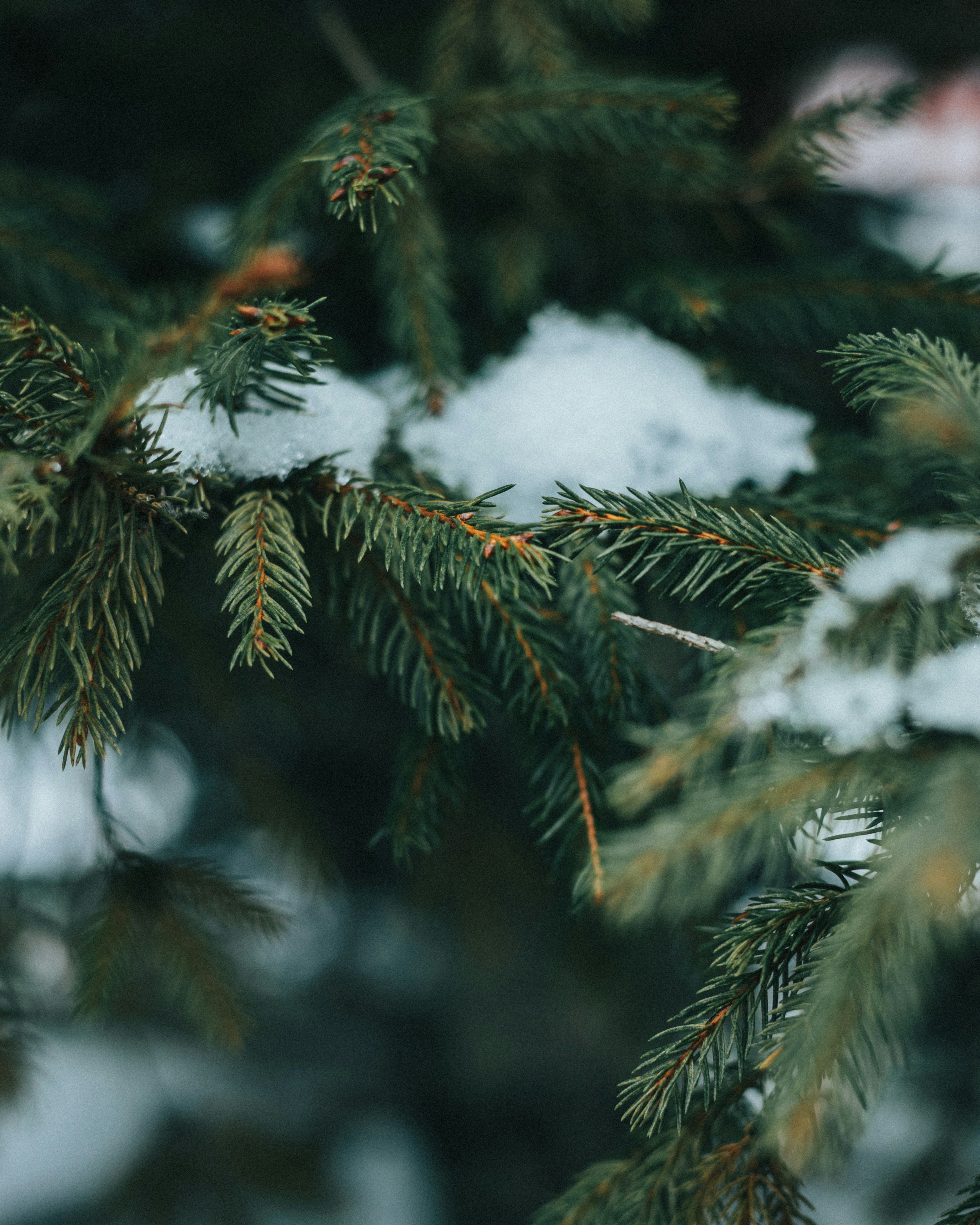 A close up of a pine tree photo – Free Tree Image on Unsplash