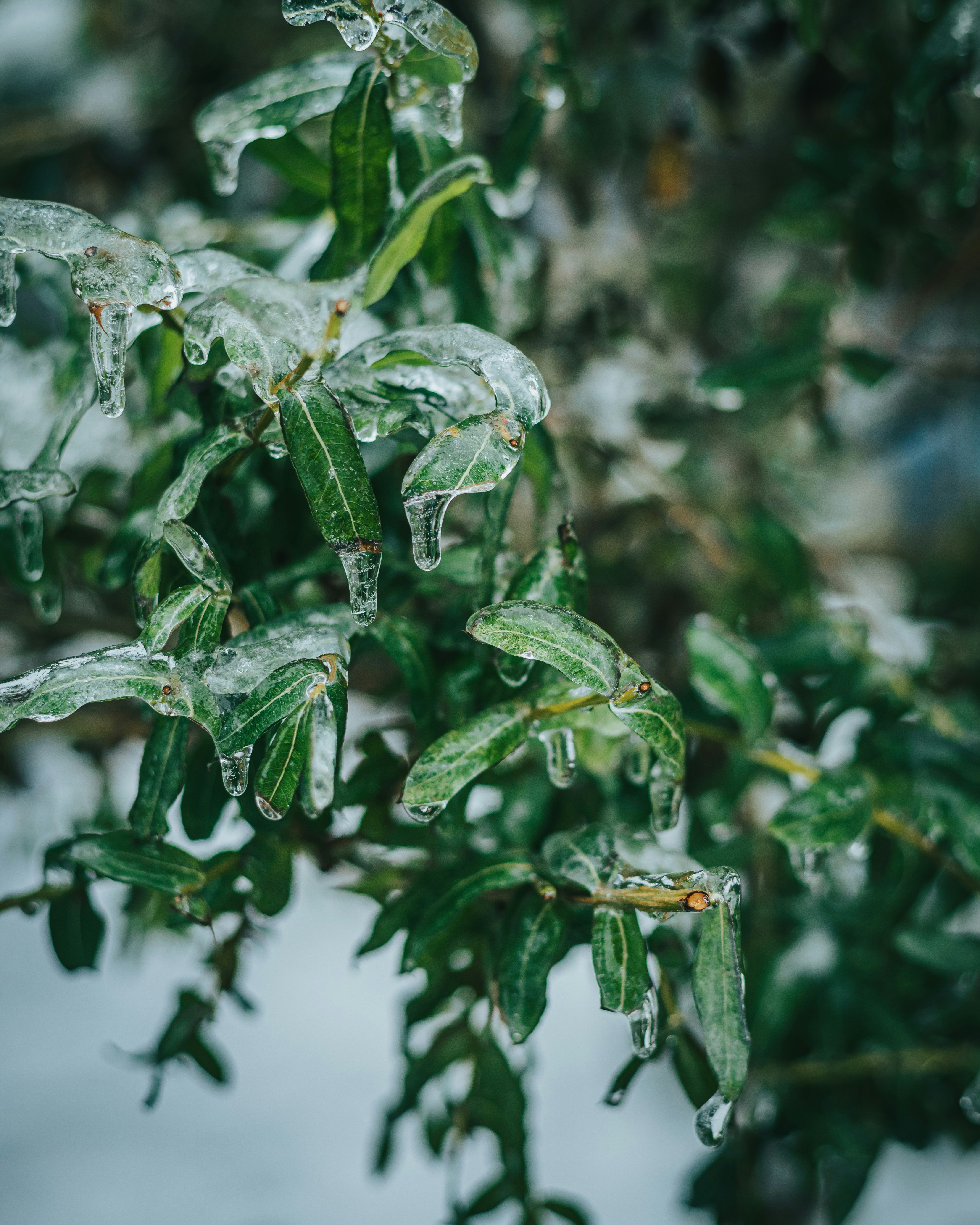 A group of insects on a plant photo – Free Ice Image on Unsplash