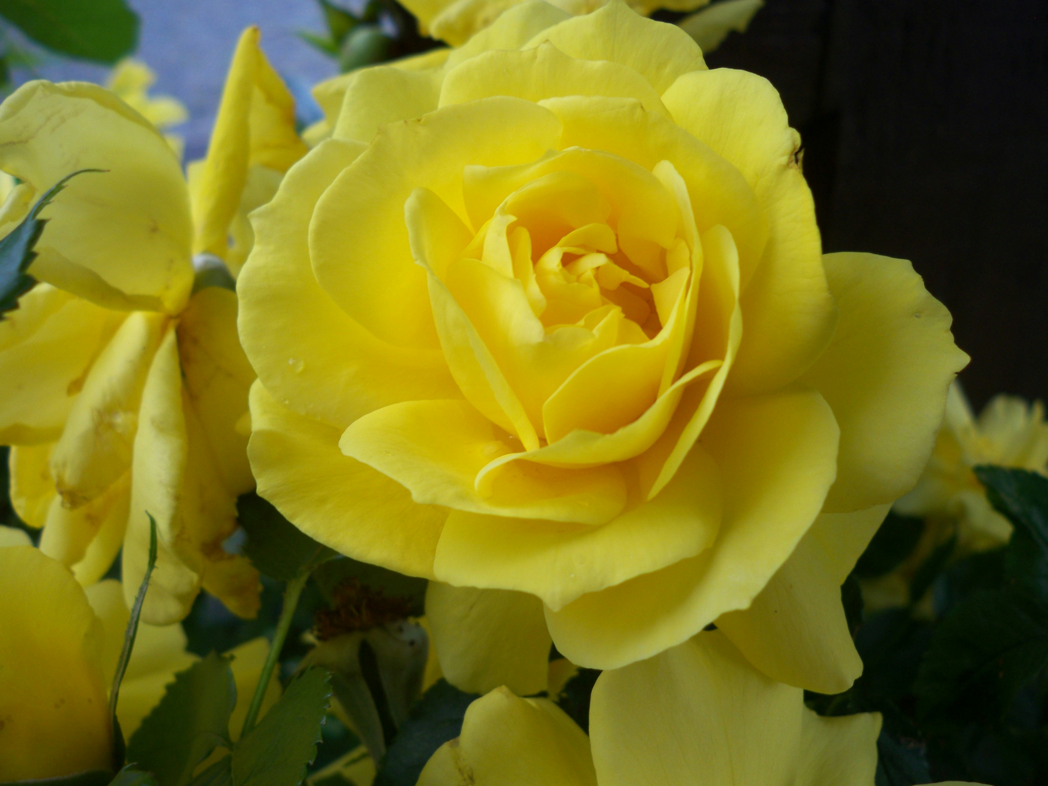 A close up of a yellow rose photo – Free Flower Image on Unsplash