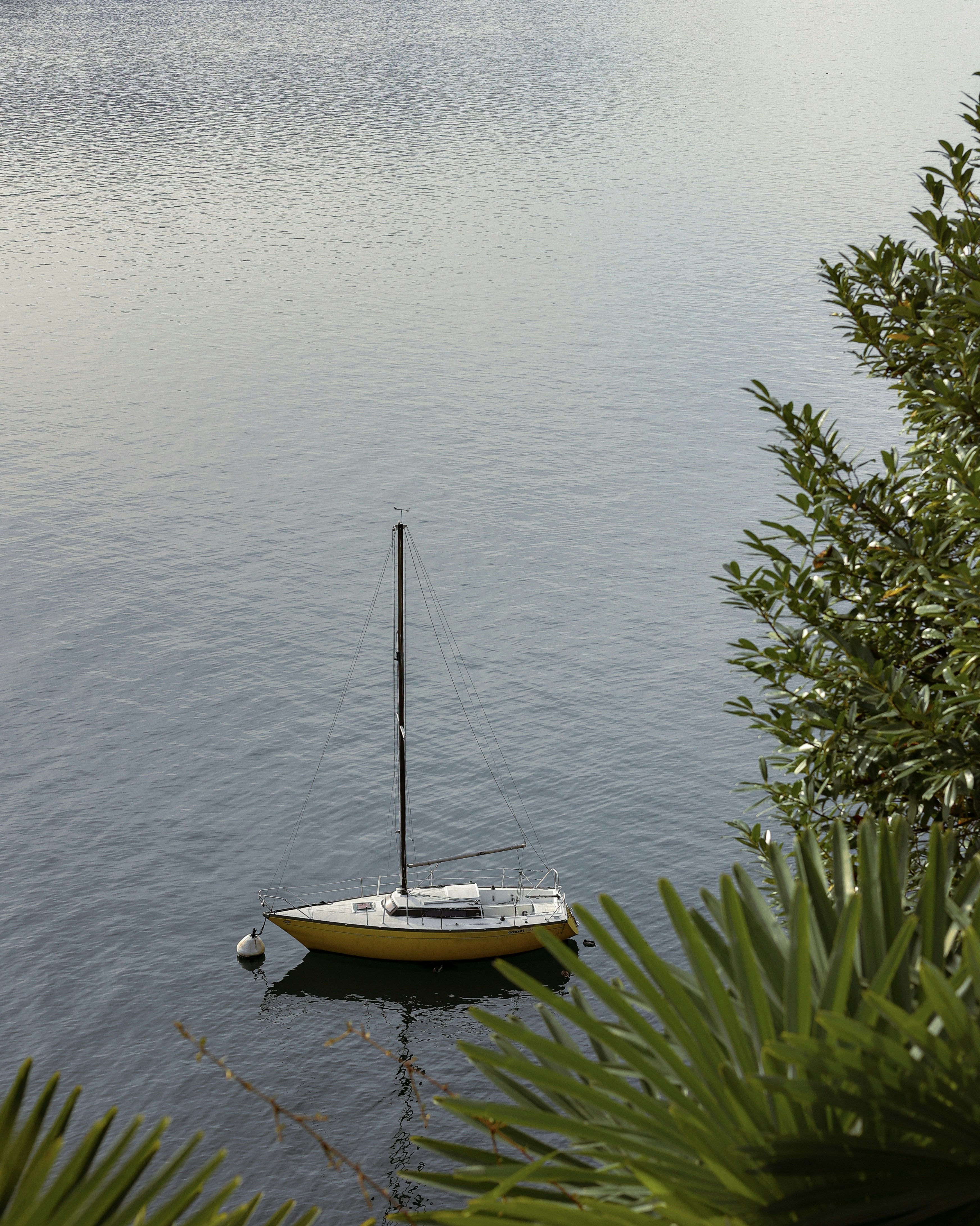 Harbor Dinghy at Rest, Framed by Lush Fronds