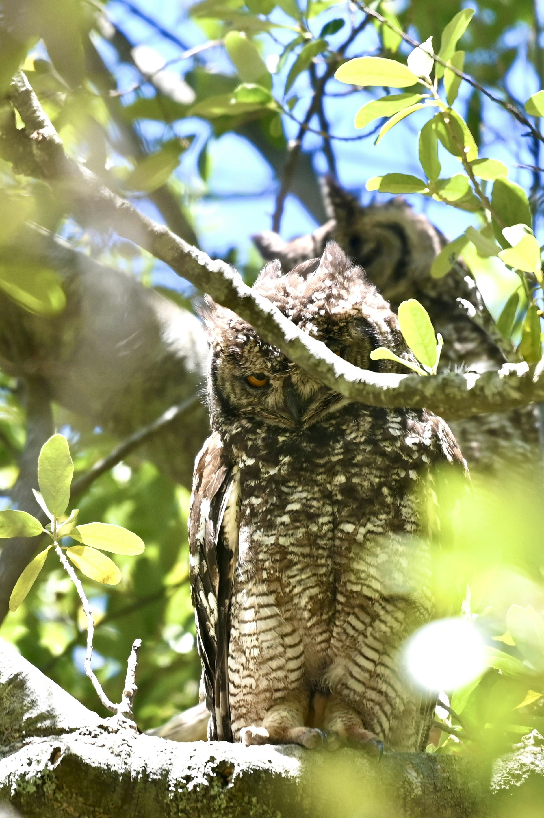 An owl perched among leafy branches, showcasing its intricate plumage and watchful gaze. The scene captures the essence of wildlife in its natural habitat.