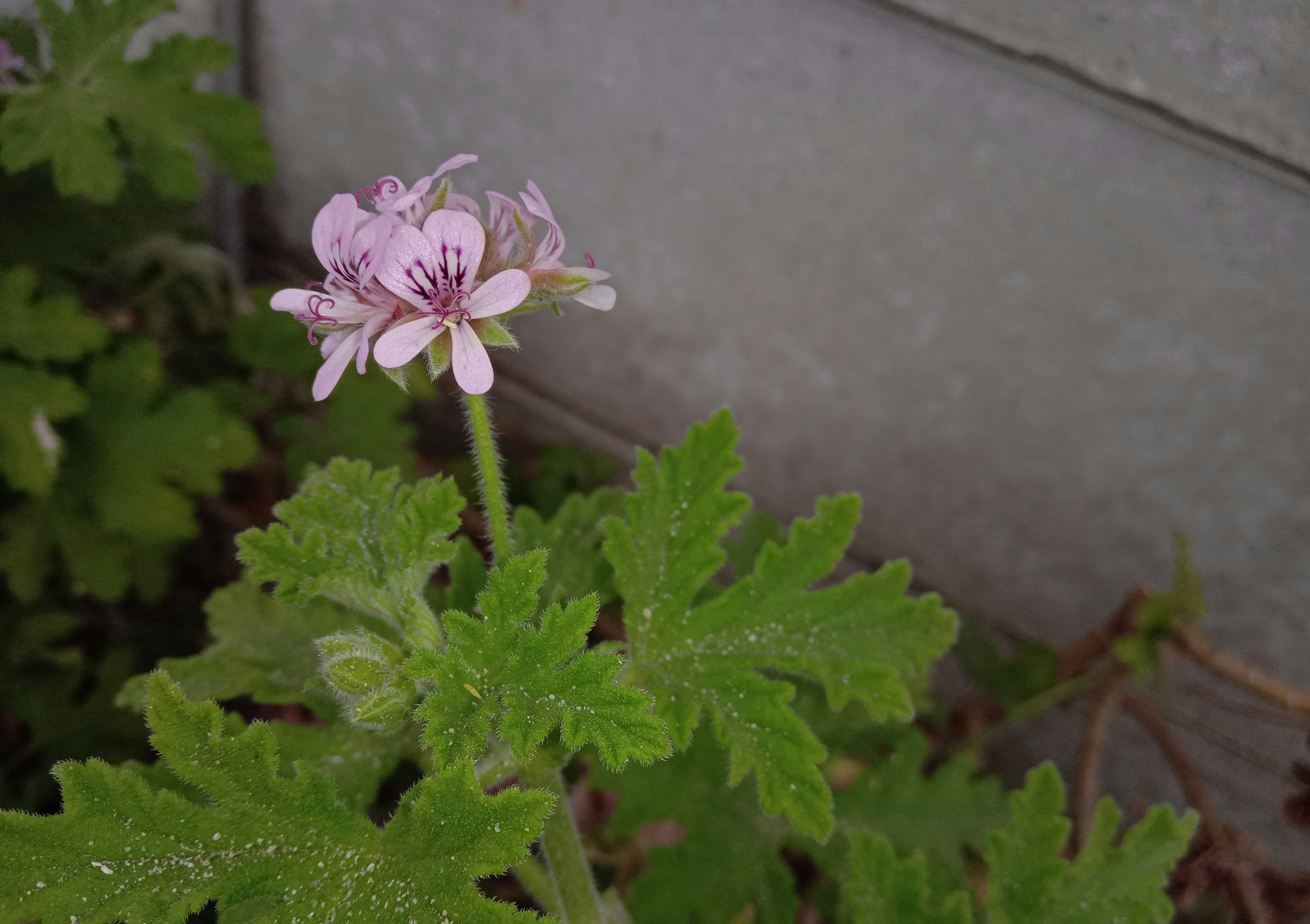 Pink geranium bloom by a garden wall: a quiet close-up