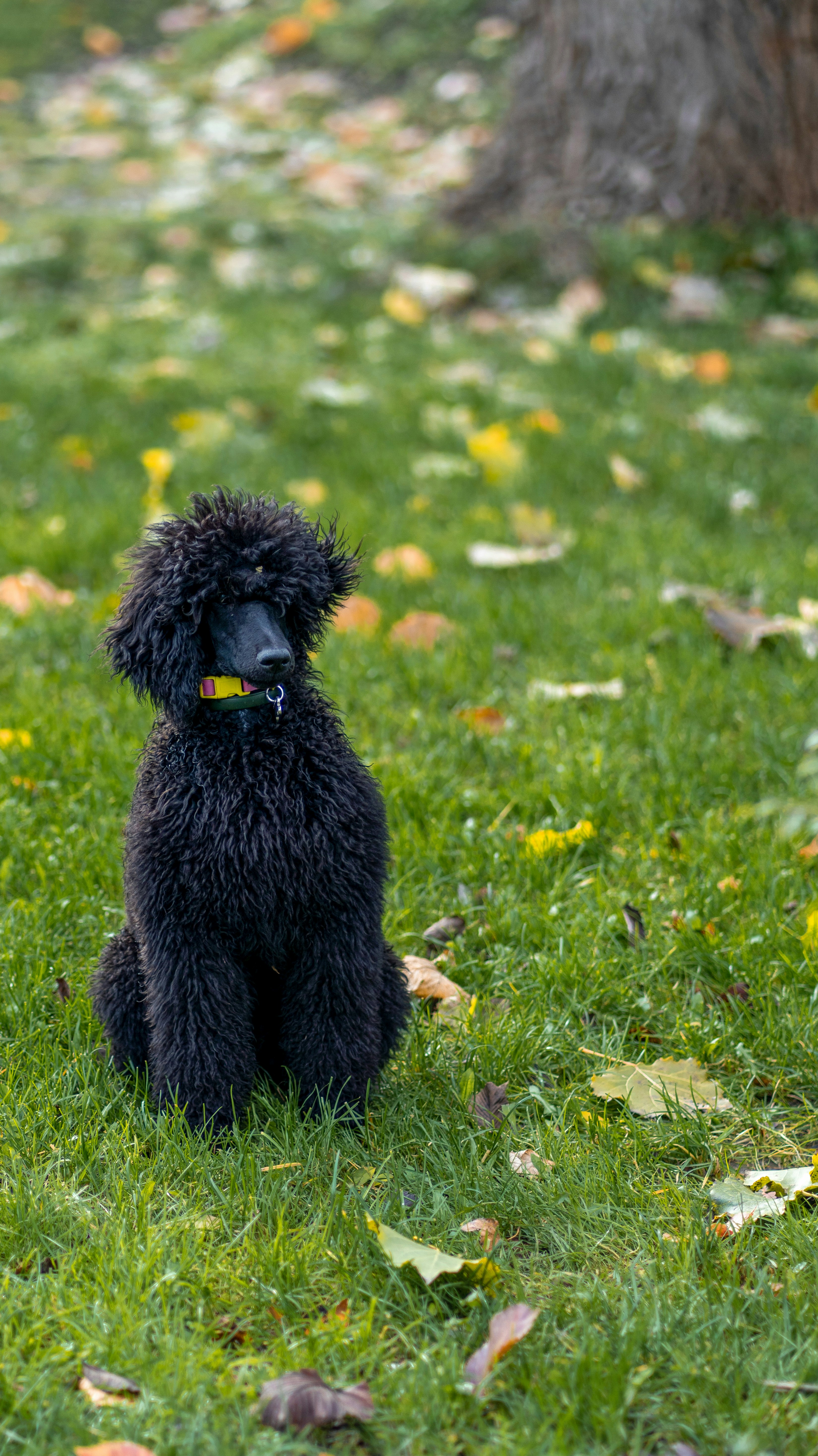 Black Poodle in Autumn Lawn