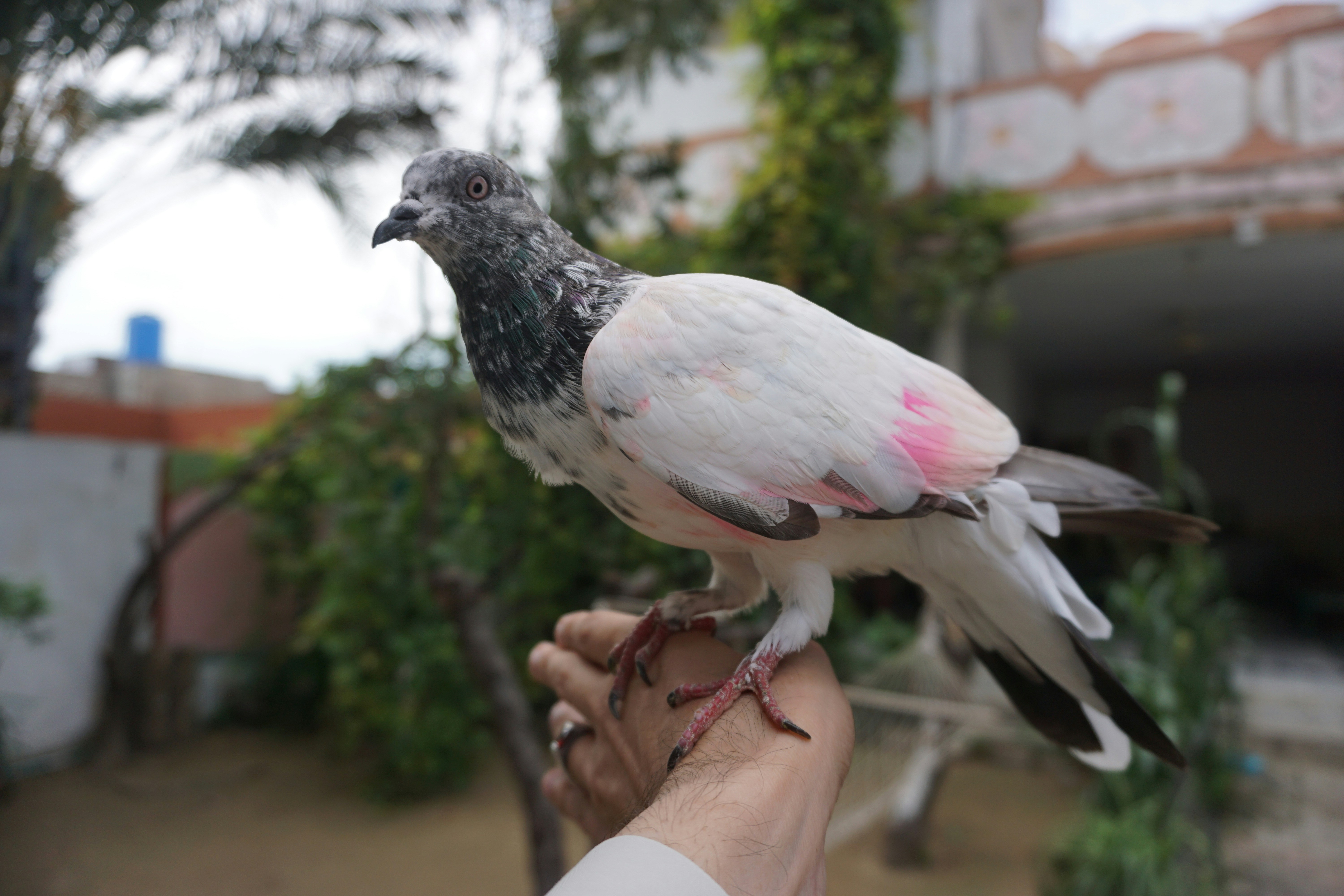 Asian domestic pigeon as a focal subject. Local birds