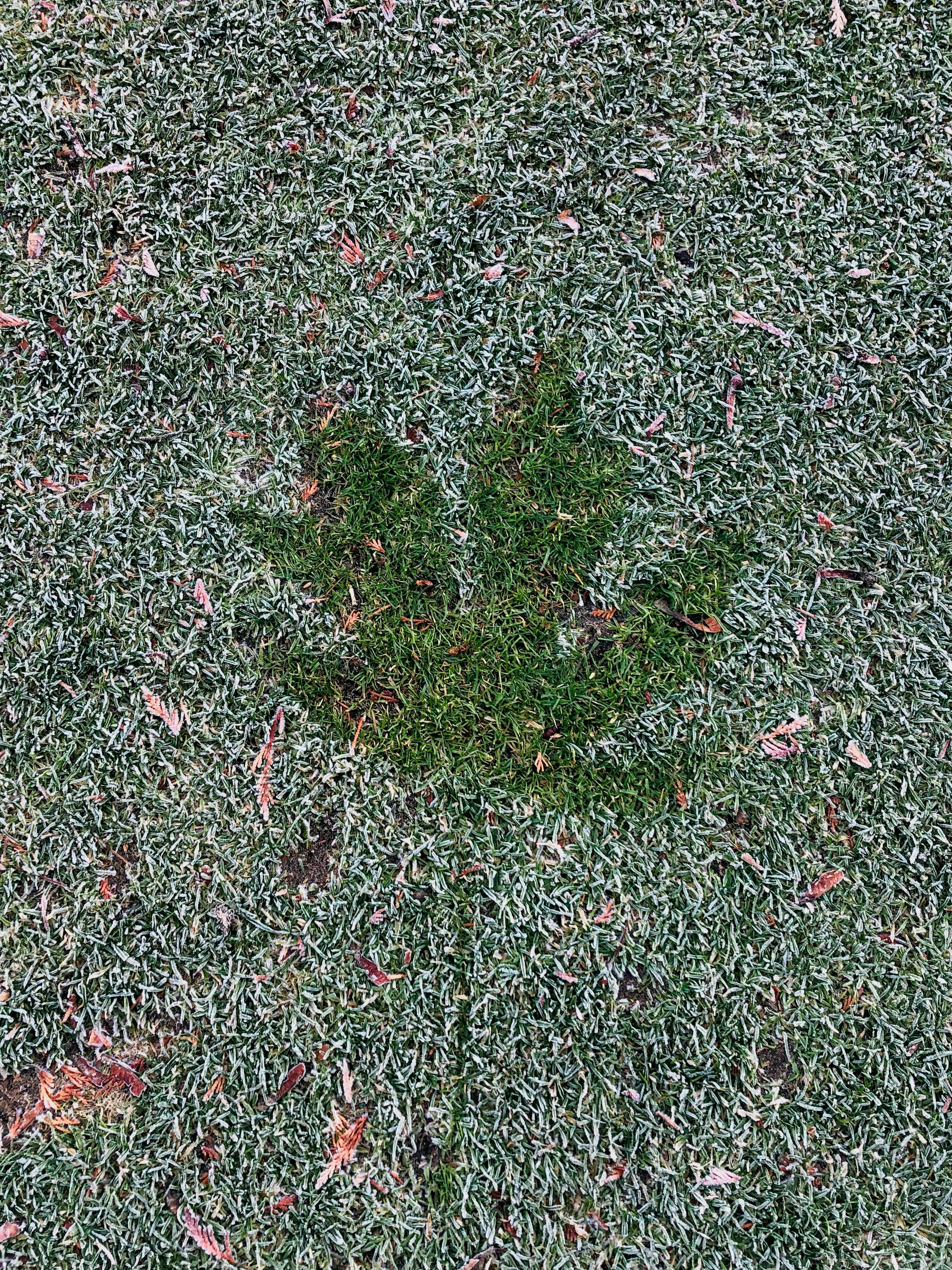 Heart of Green: a mossy patch in a frost-dusted lawn