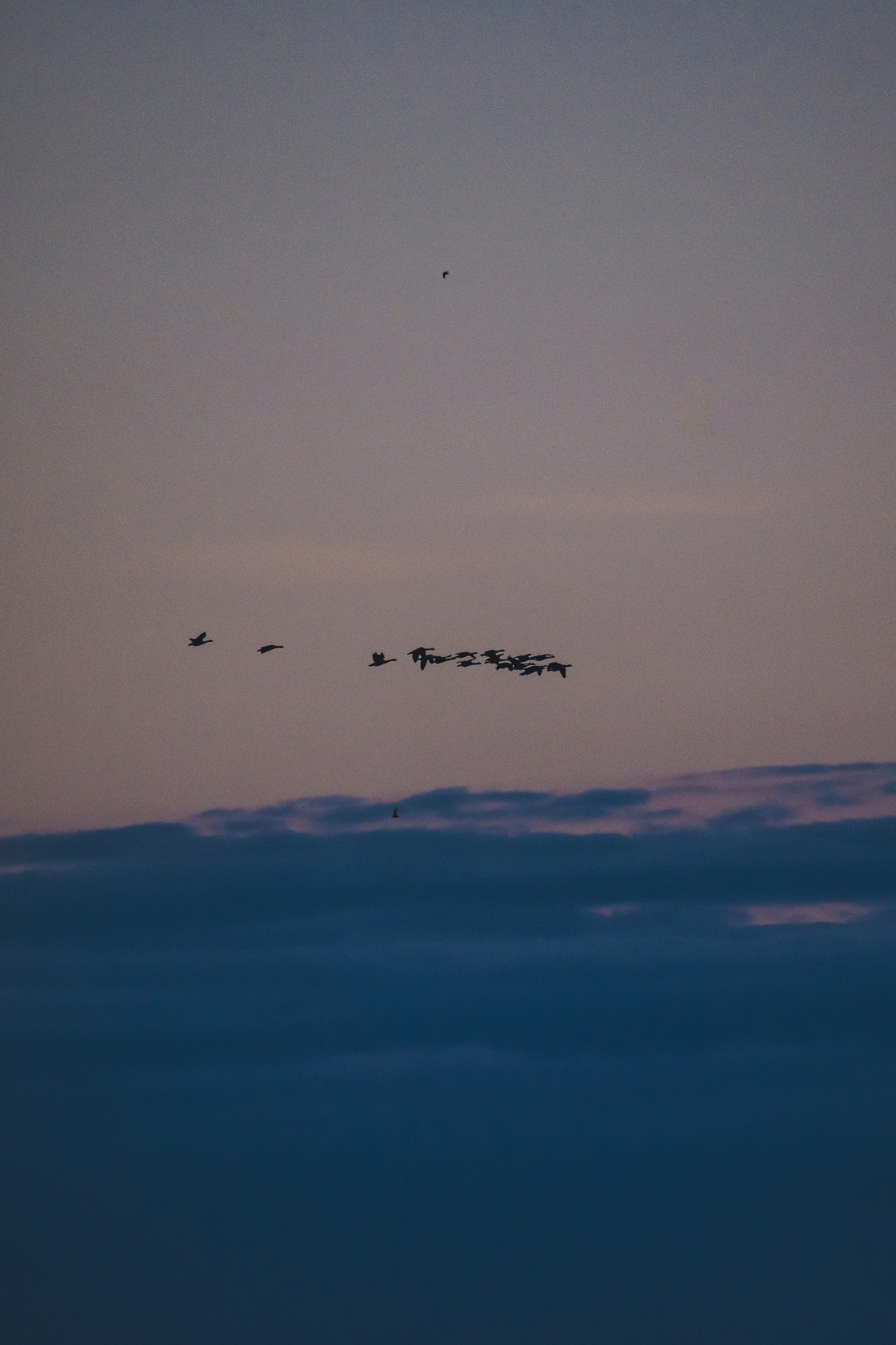 A flock of birds gracefully flying against a pastel sky at twilight, capturing the essence of nature's rhythm.