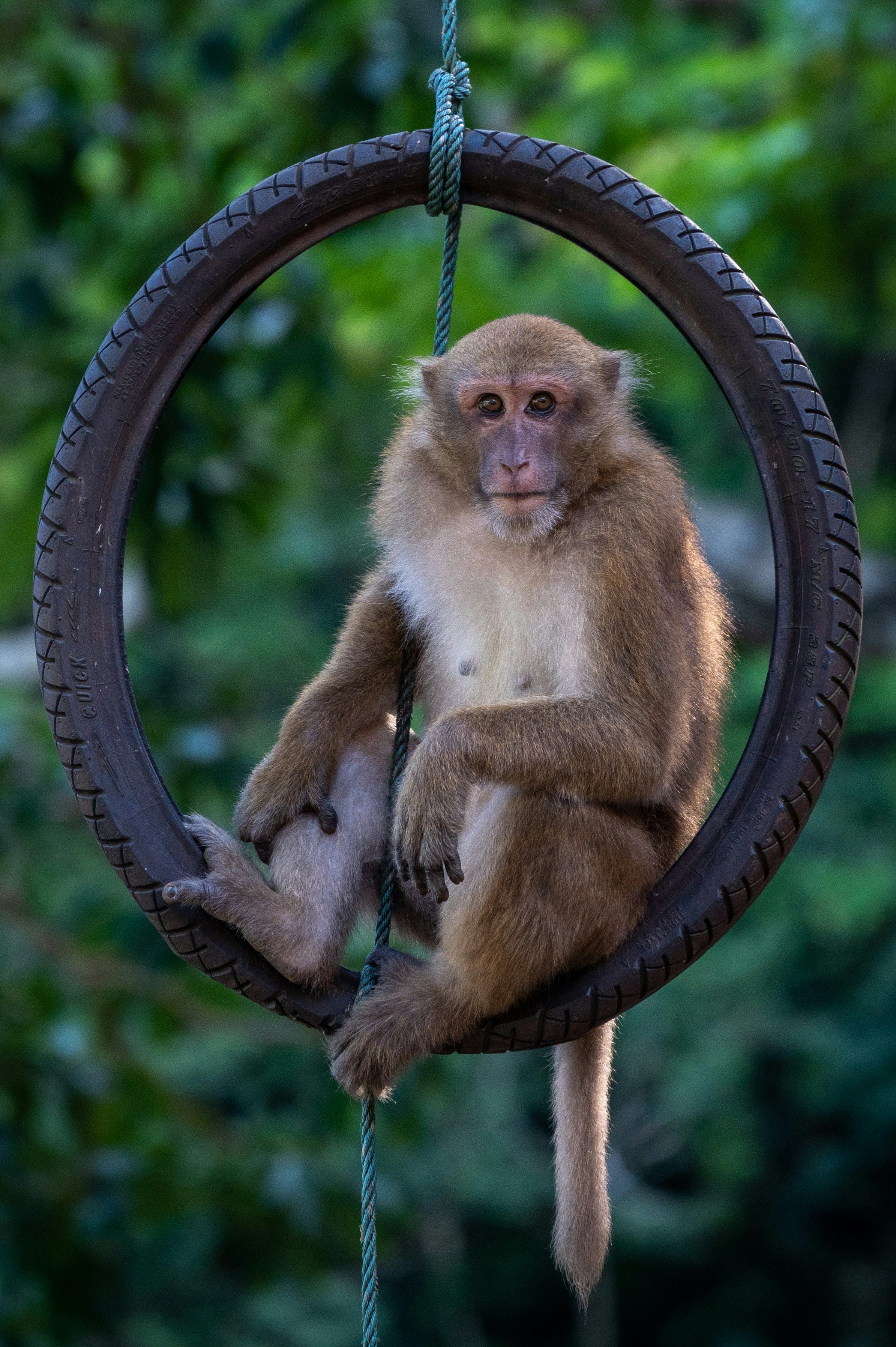 A monkey perched in a tire swing, exuding calmness amidst a lush green backdrop. The scene captures a unique interaction between wildlife and playful habitat.