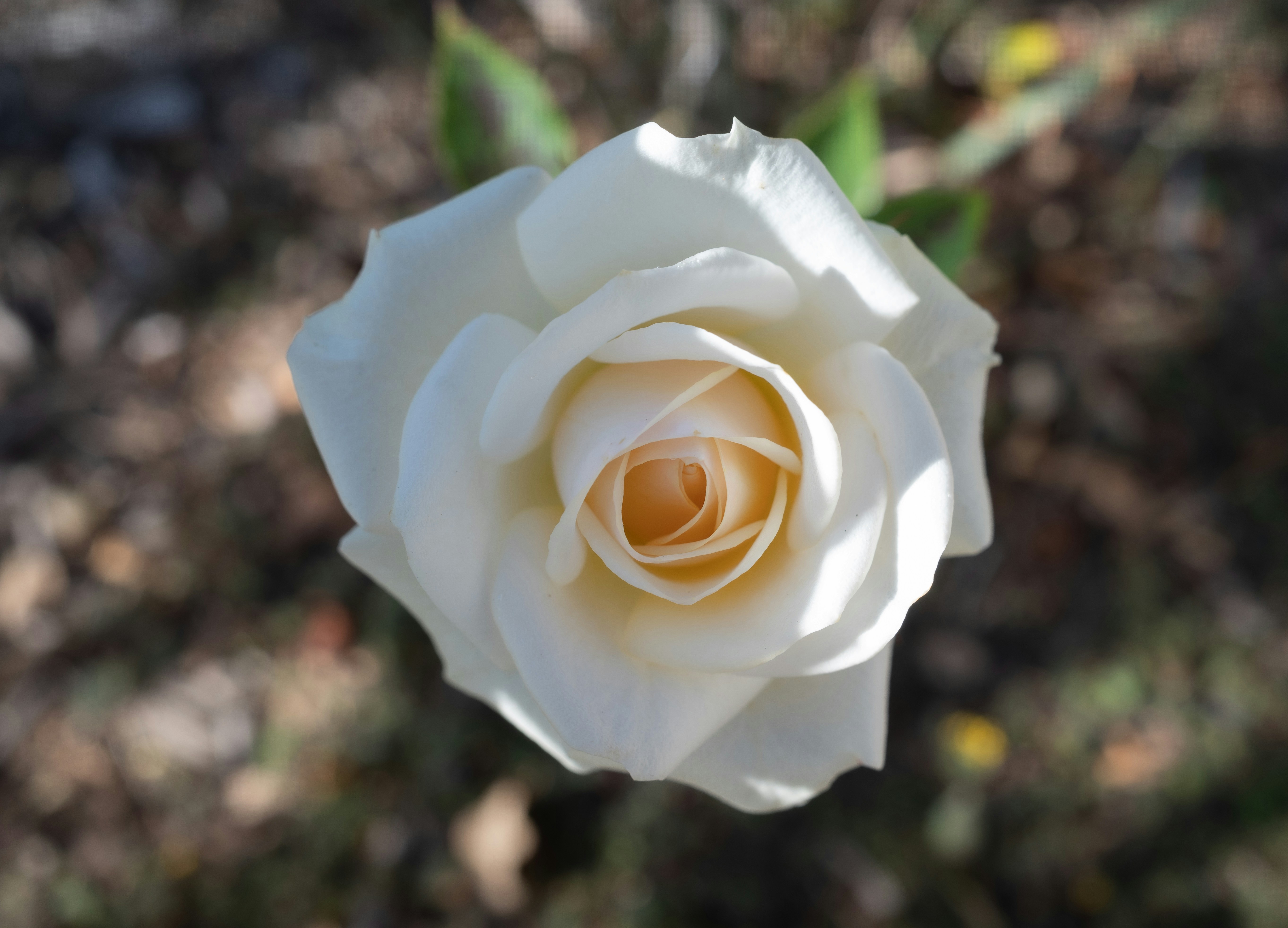 Foto zum Thema Eine weiße Rose mit gelber Mitte – Kostenloses Bild zu ...