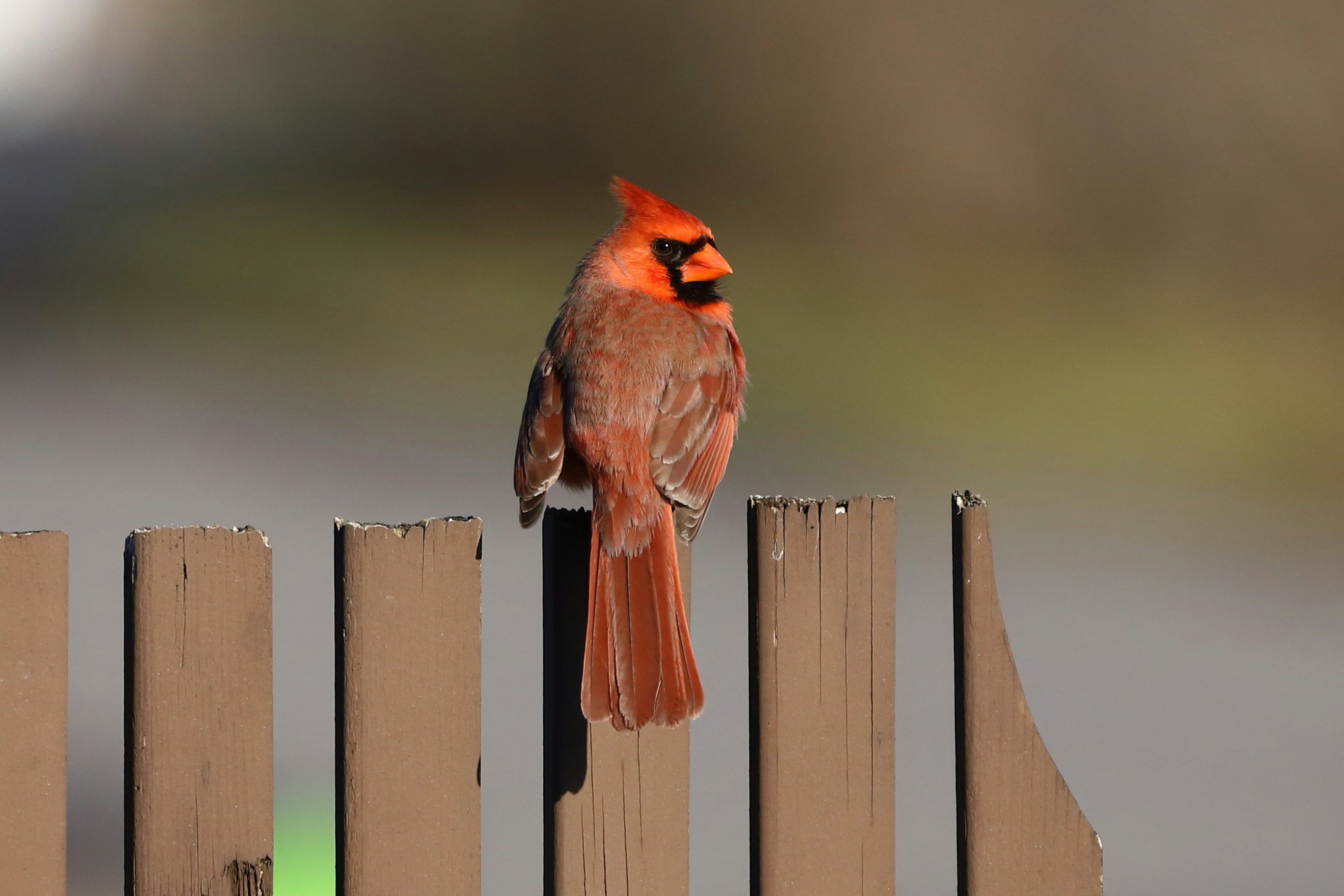Crimson Sentinel on a Weathered Fence: A Cardinal's Quiet Vigil