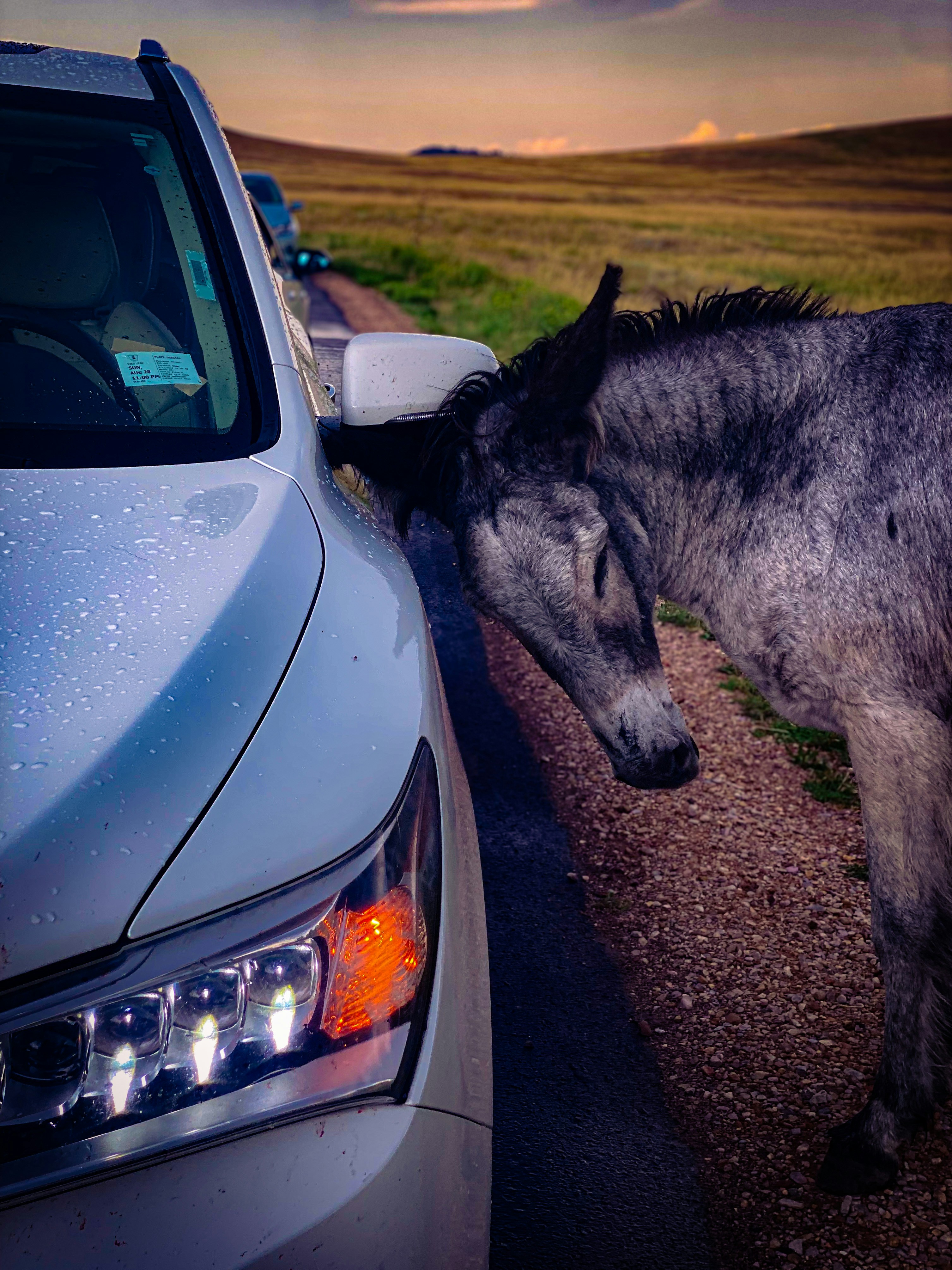 Dusk Interlude: A Horse Nuzzles the Window of a Parked SUV