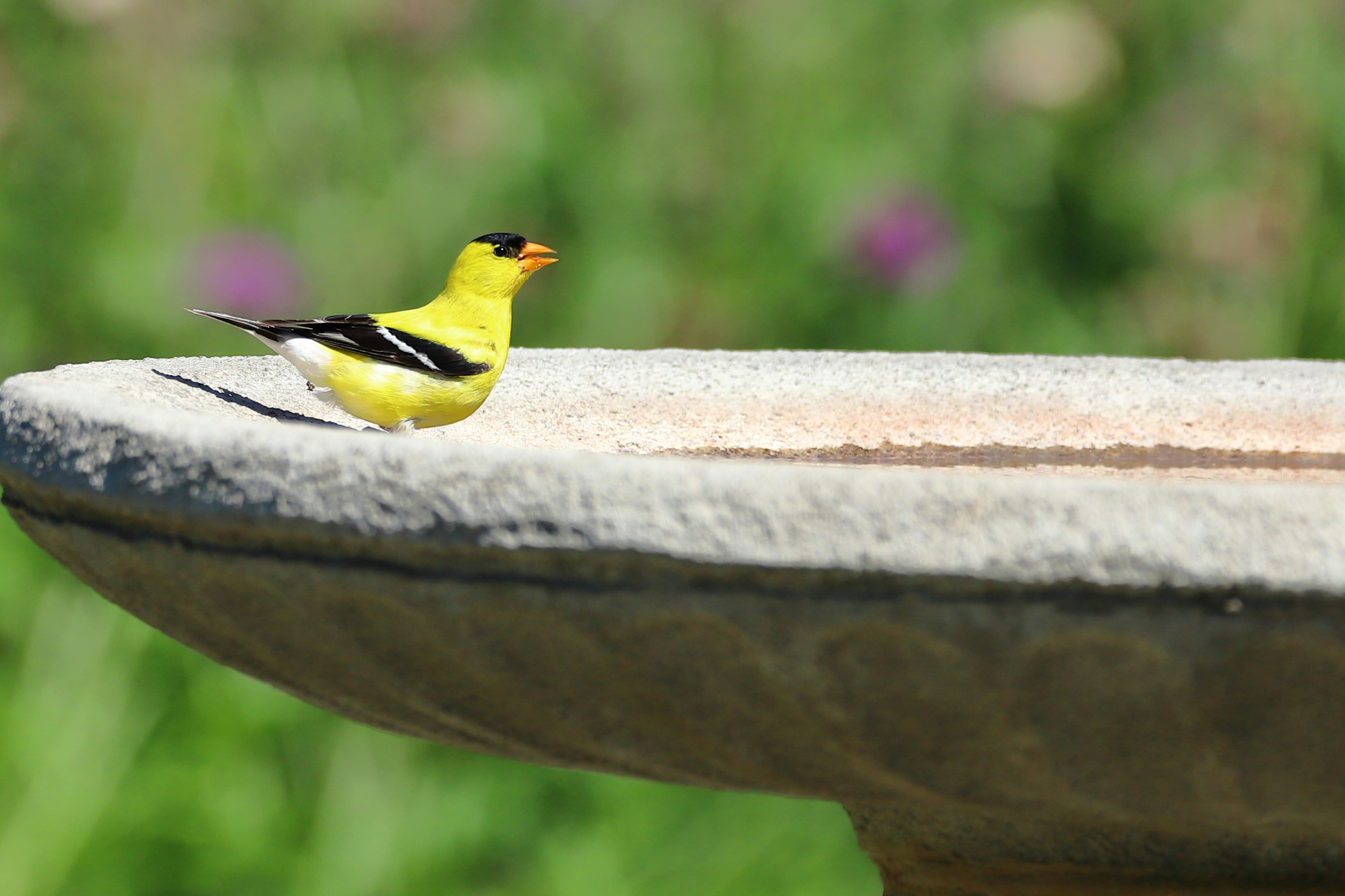 Foto Un pájaro amarillo en una piedra – Imagen Jardín botánico de ...