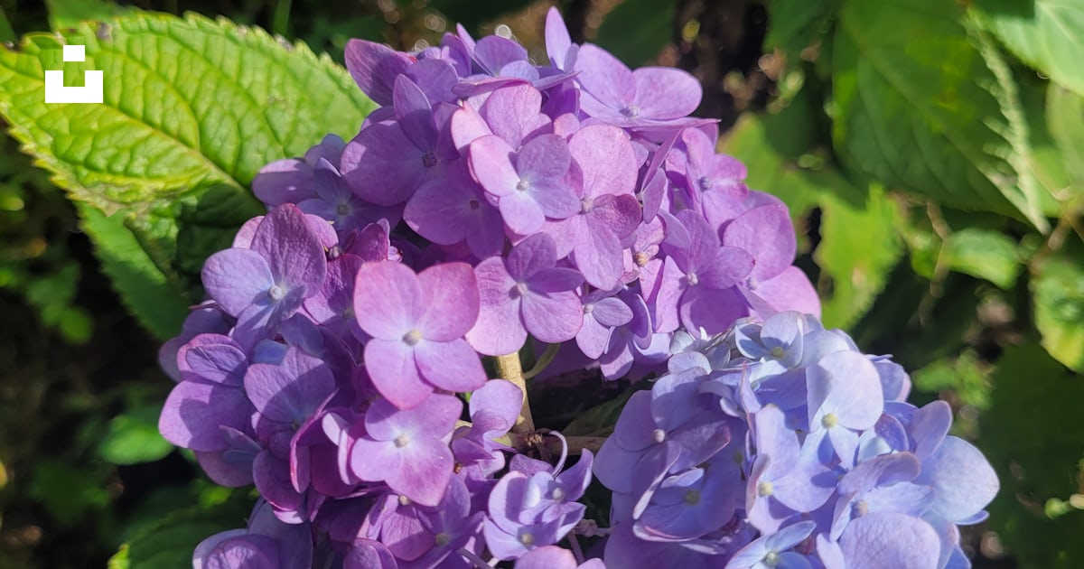 緑の葉を持つ紫色の花の写真 Unsplashの花の無料画像