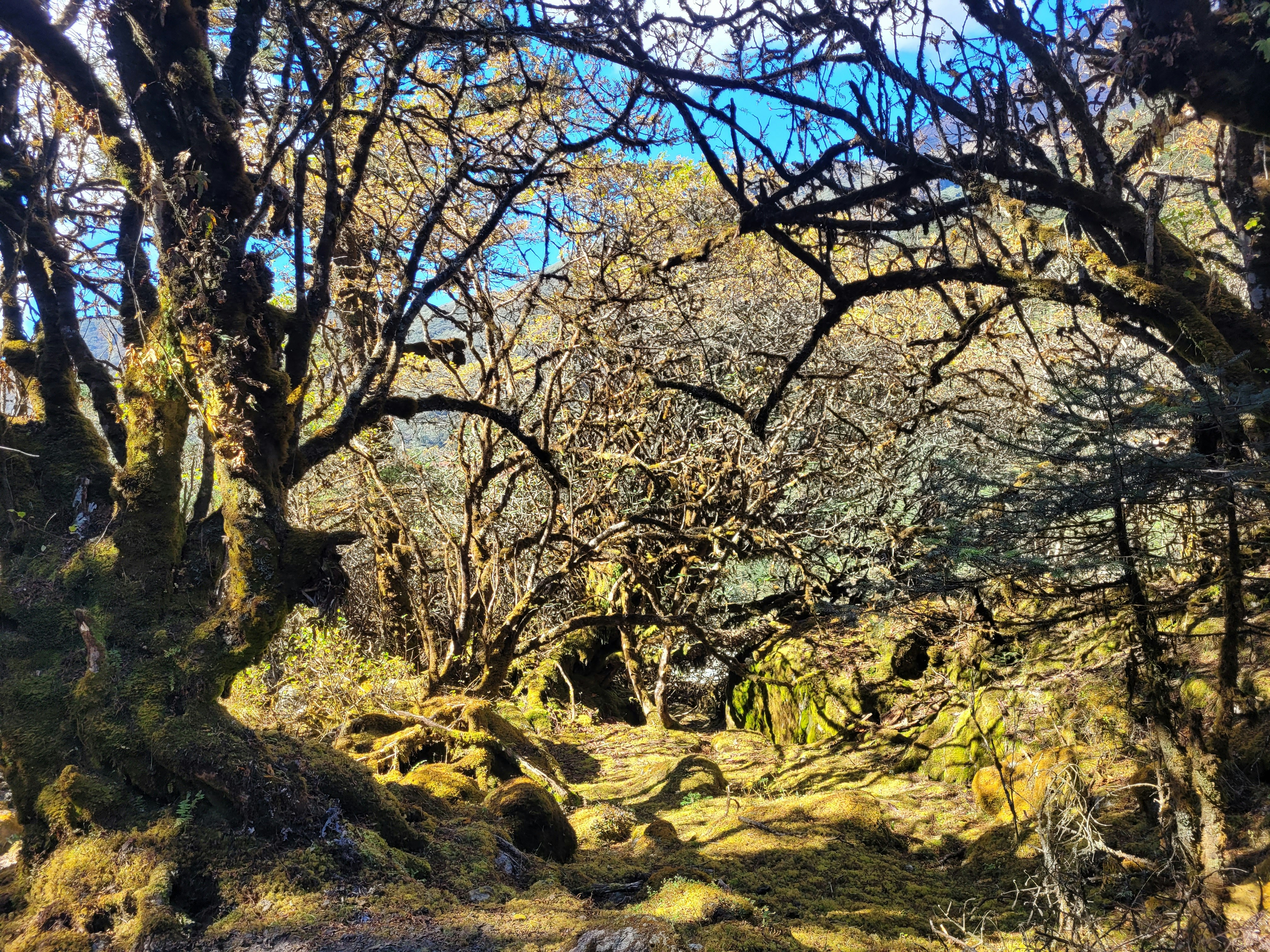 Foto Un árbol con muchas ramas – Imagen Árbol gratis en Unsplash