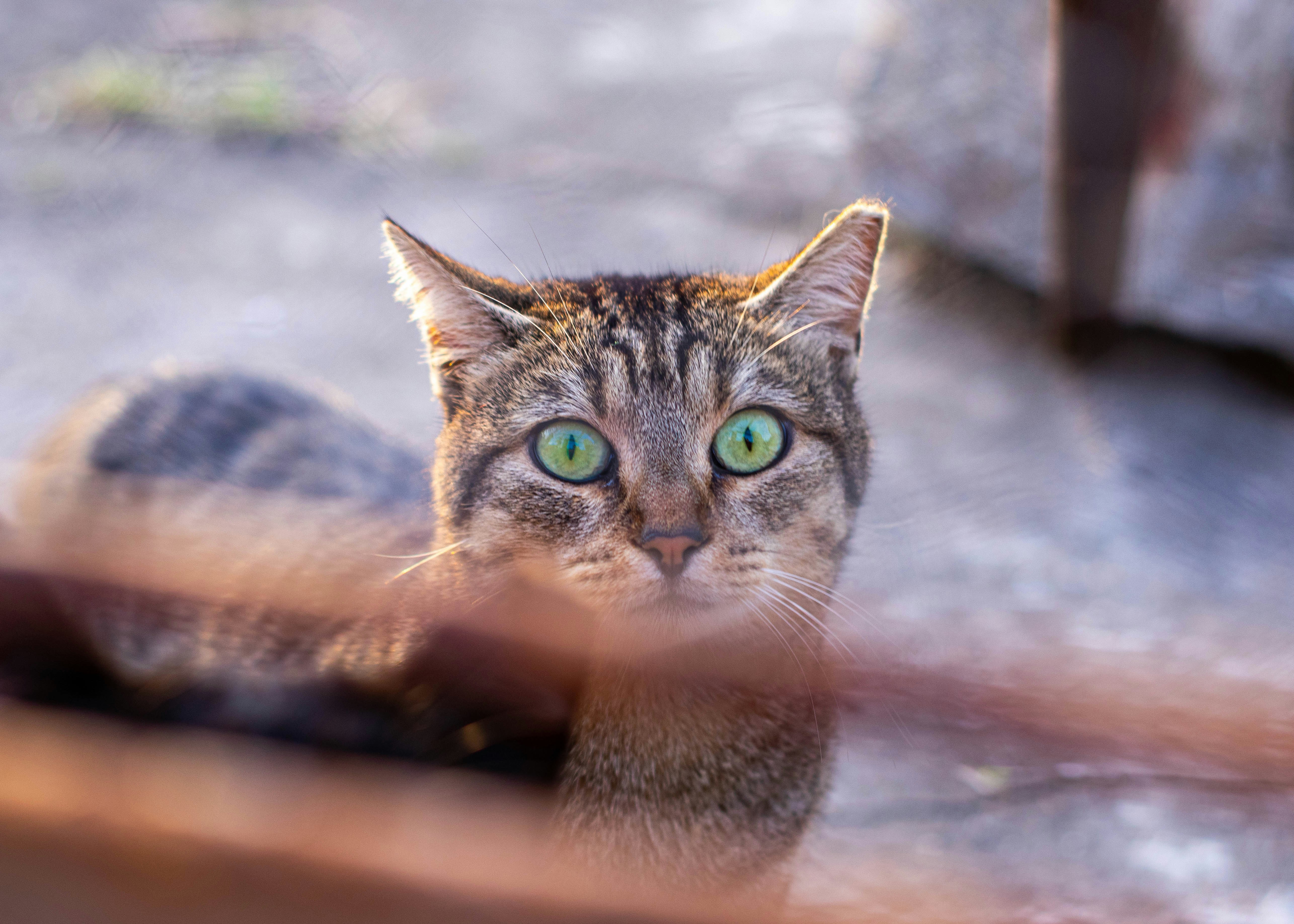 A close-up of a cat with striking green eyes peering through blurred foreground elements, showcasing its alertness and curiosity.