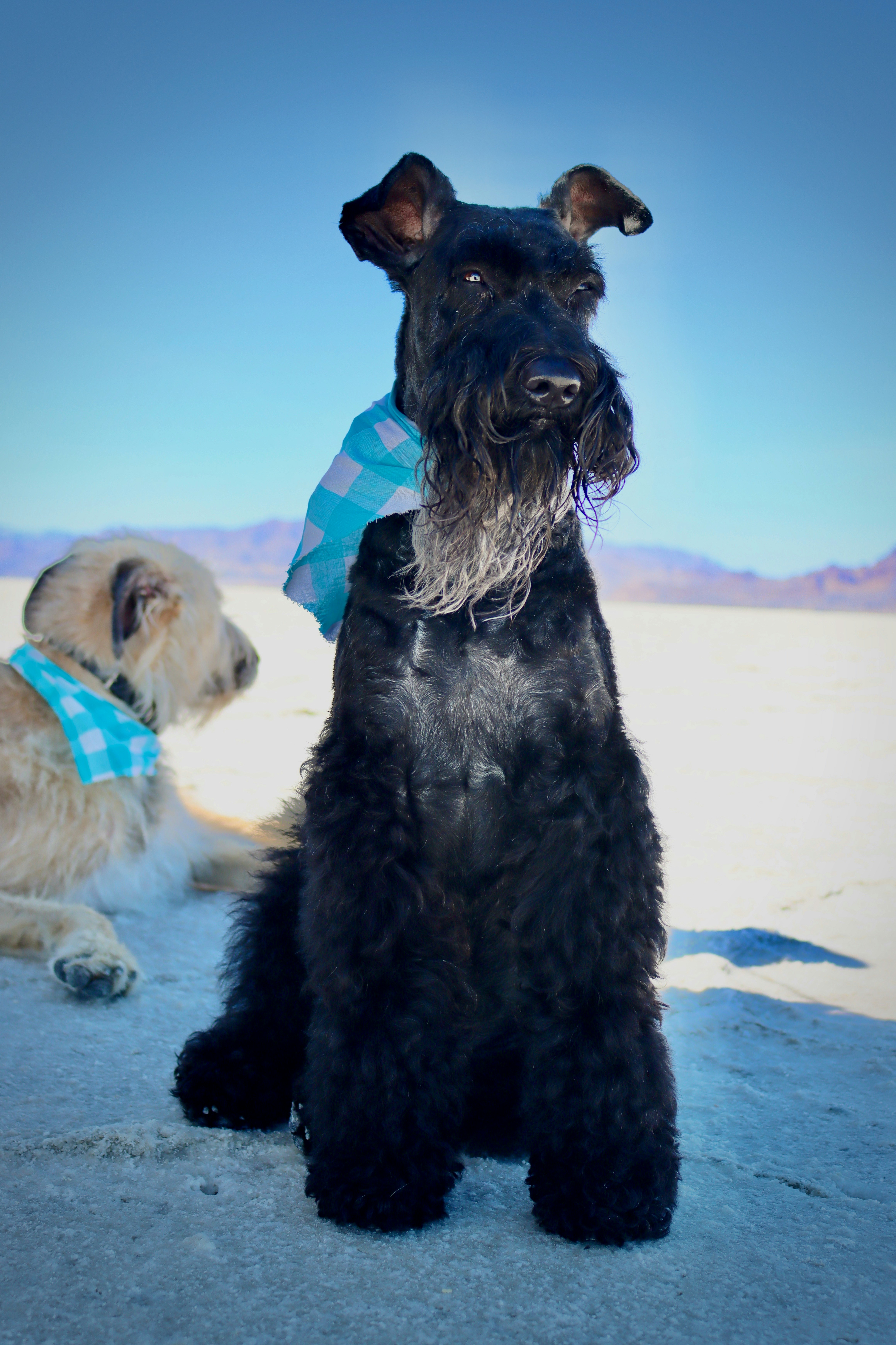 Desert Companions: A Canine Portrait