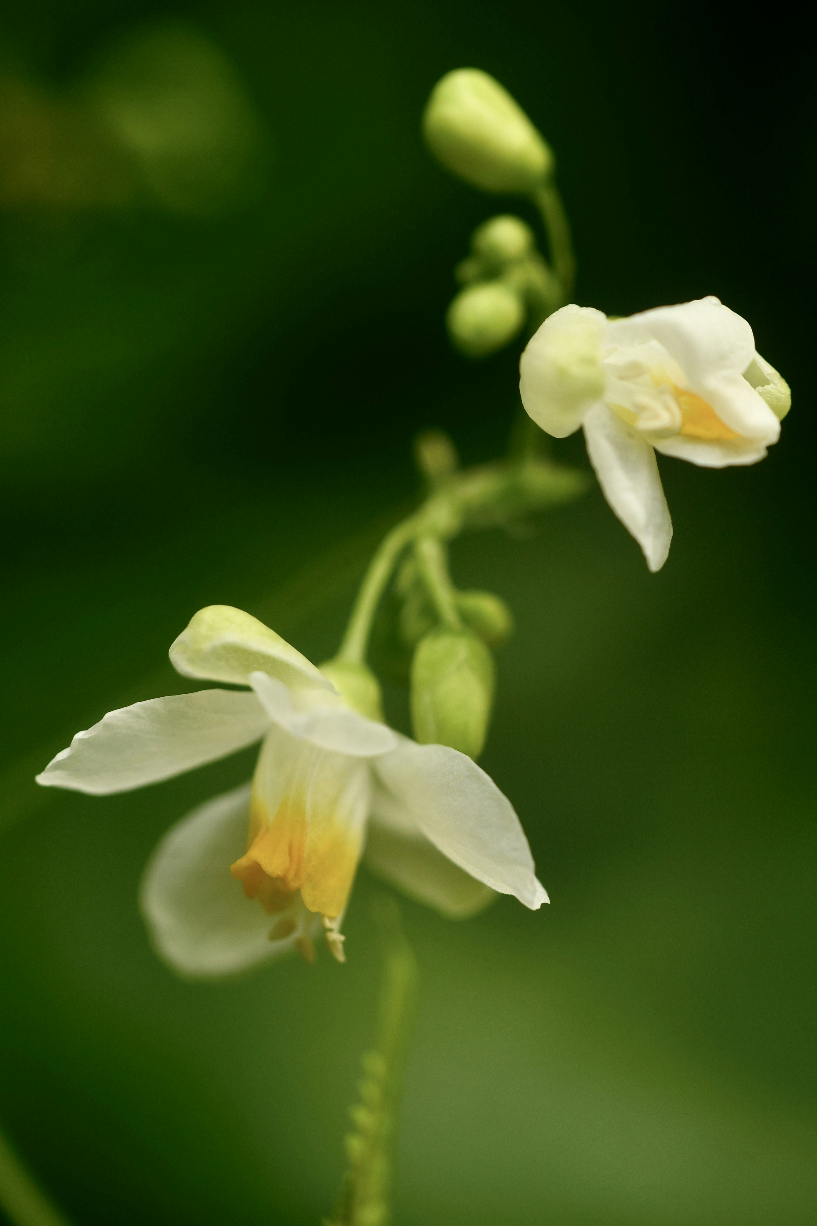 Whispers of Nature: The Delicate Orchid
