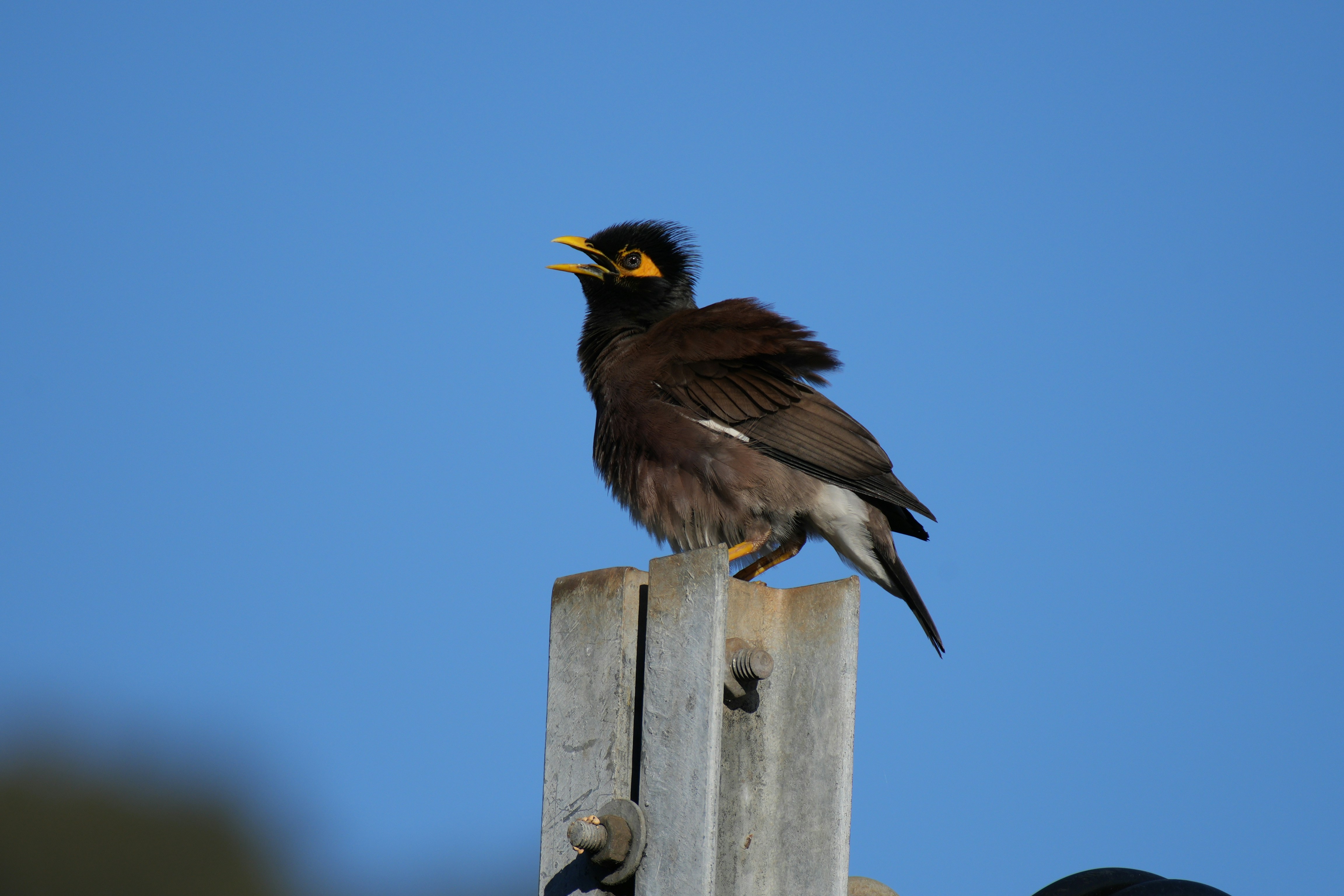 A bird on a post photo – Free Image on Unsplash
