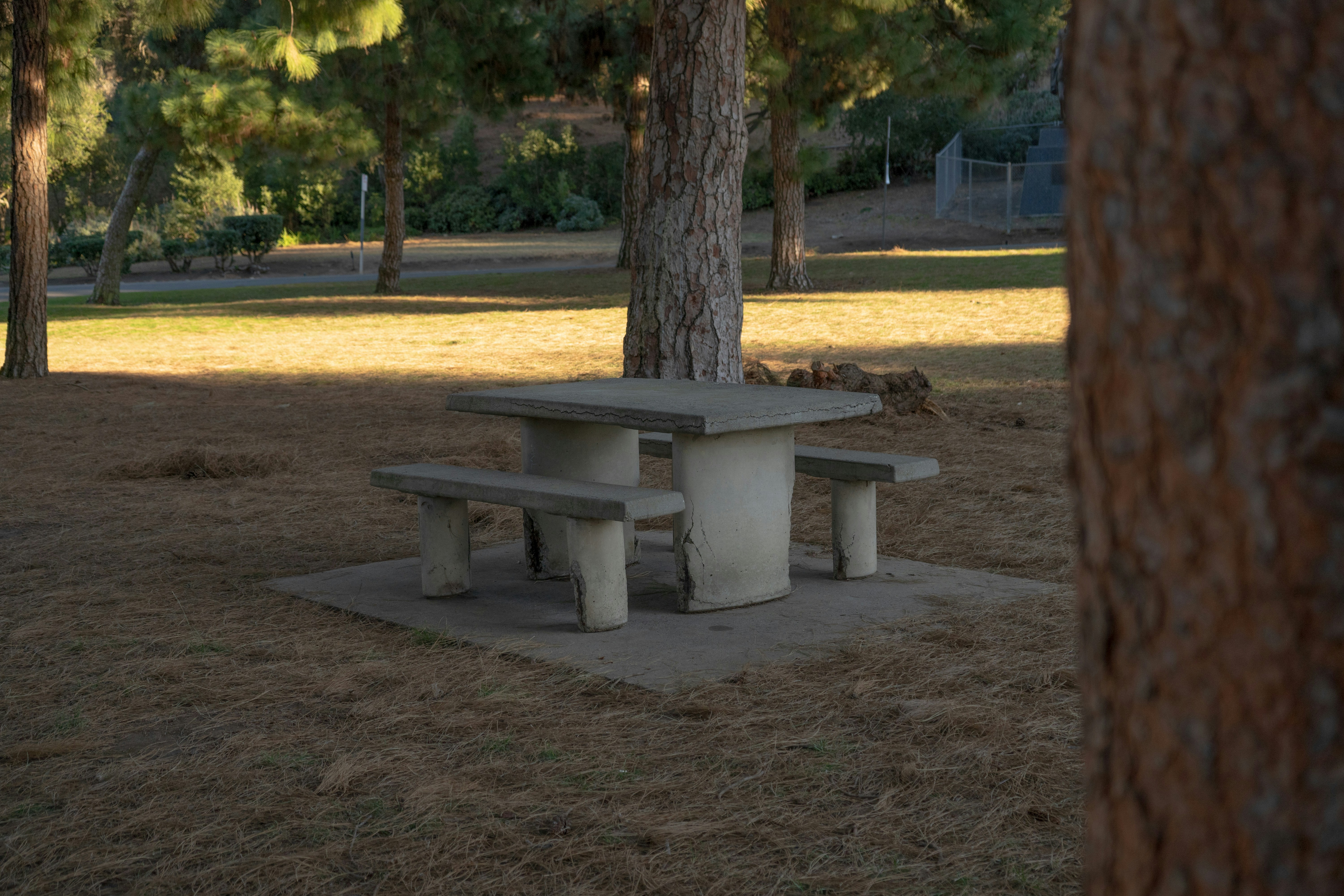 Sunlit Concrete Picnic Table Amid Quiet Pines