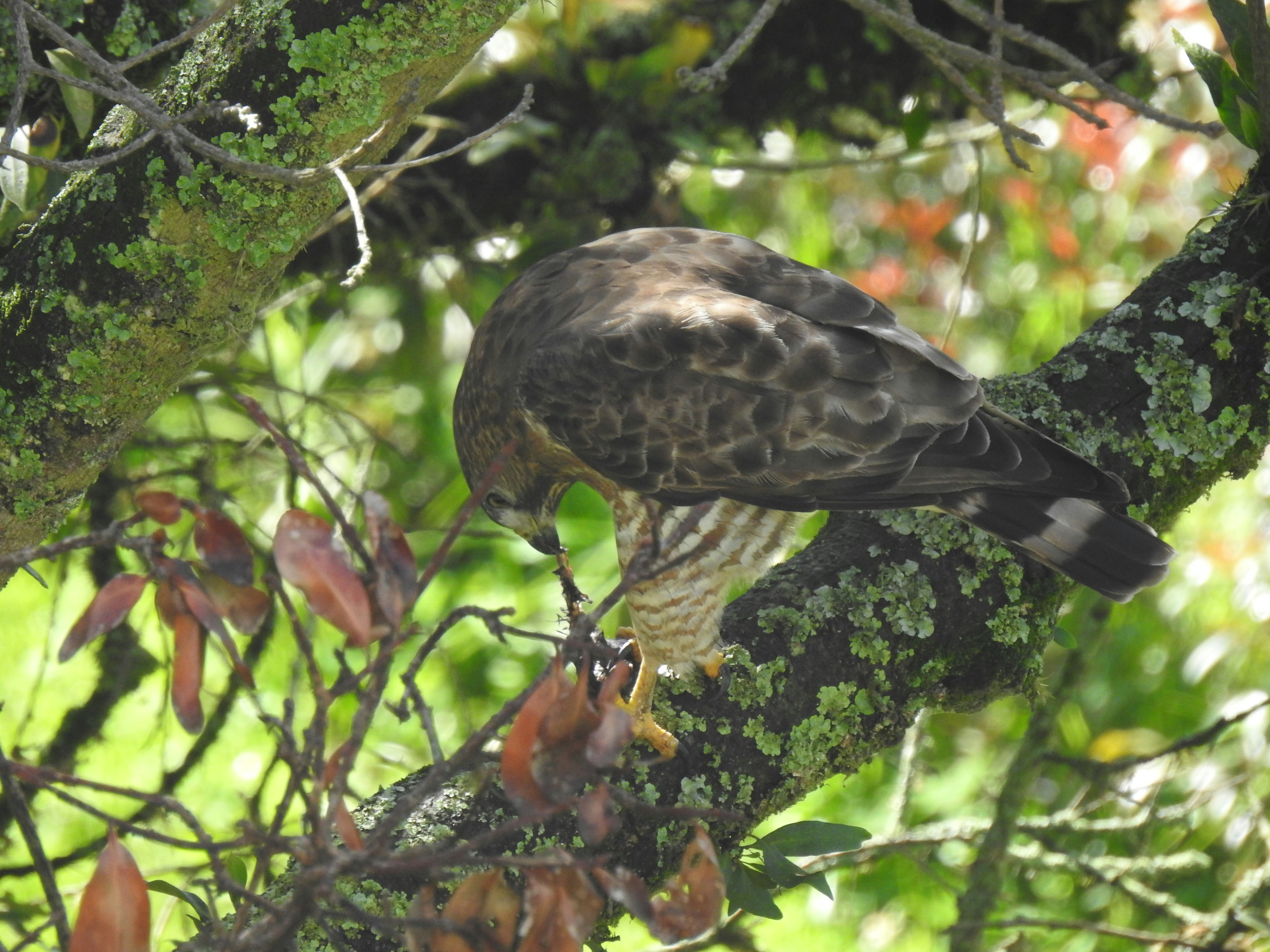 Nest-Guarded Evening: A Sparrowhawk on Mossy Branch