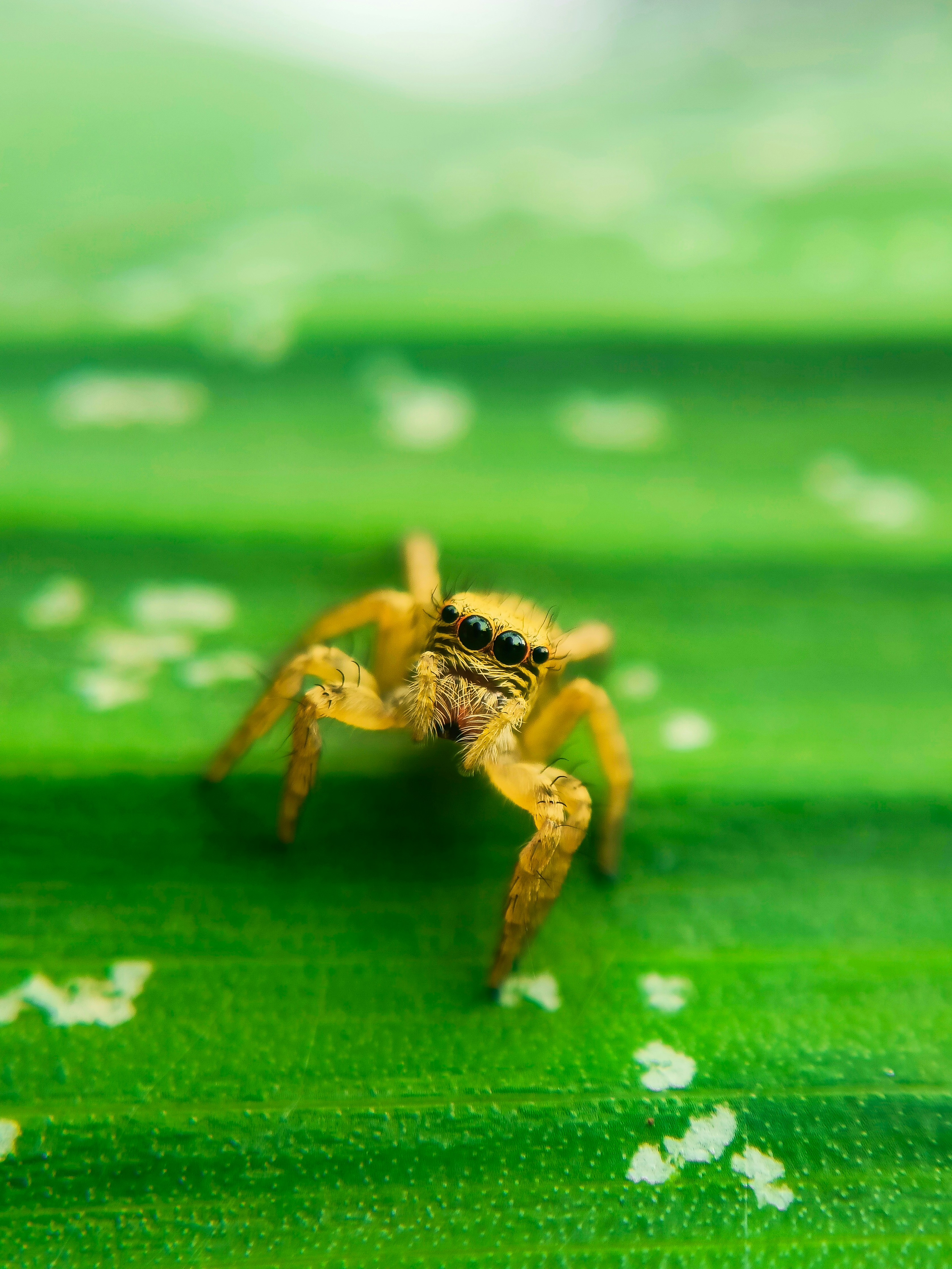A detailed close-up of a yellow spider on a green leaf, showcasing its intricate features and vibrant colors.