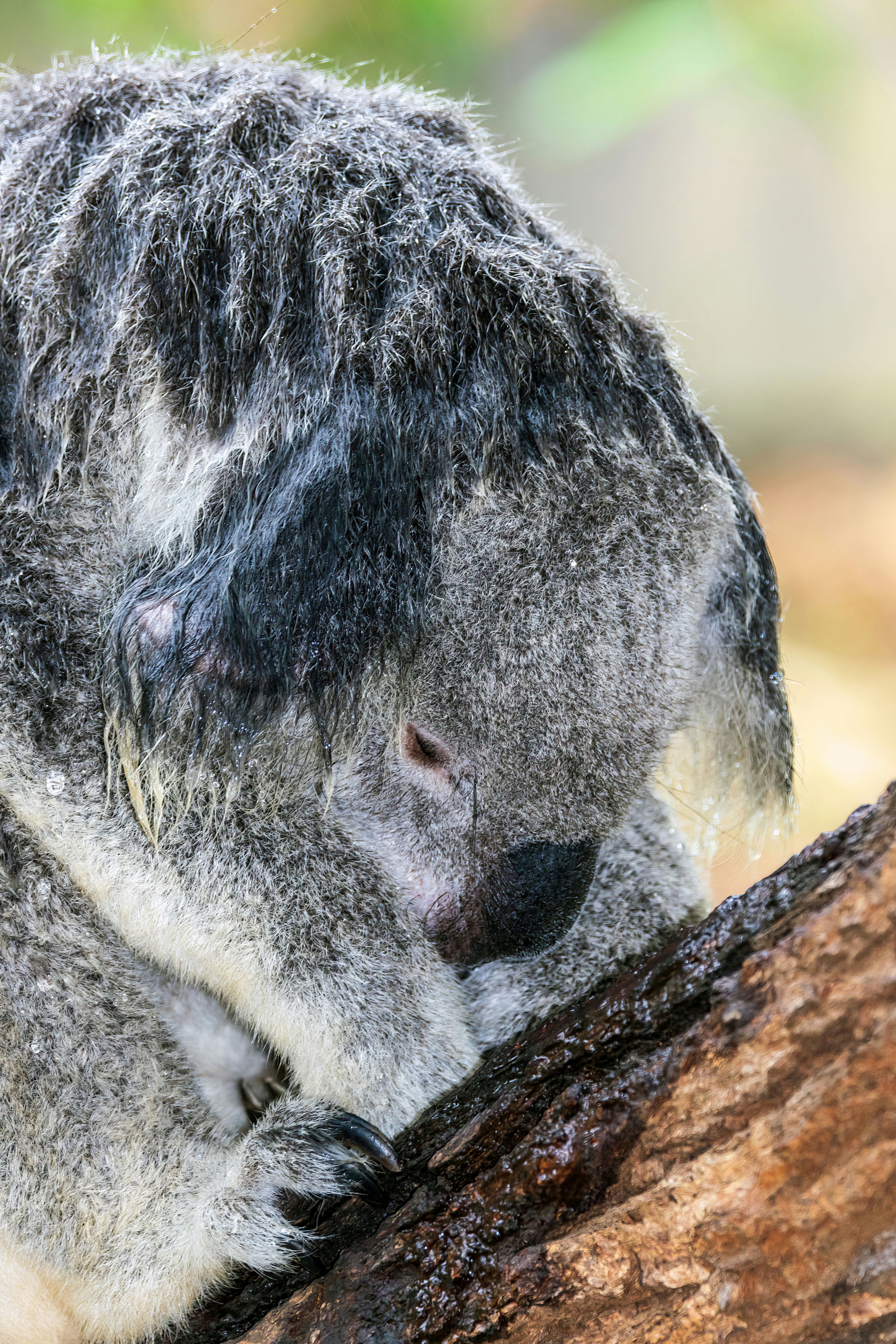A small animal on a log photo – Free Australia Image on Unsplash