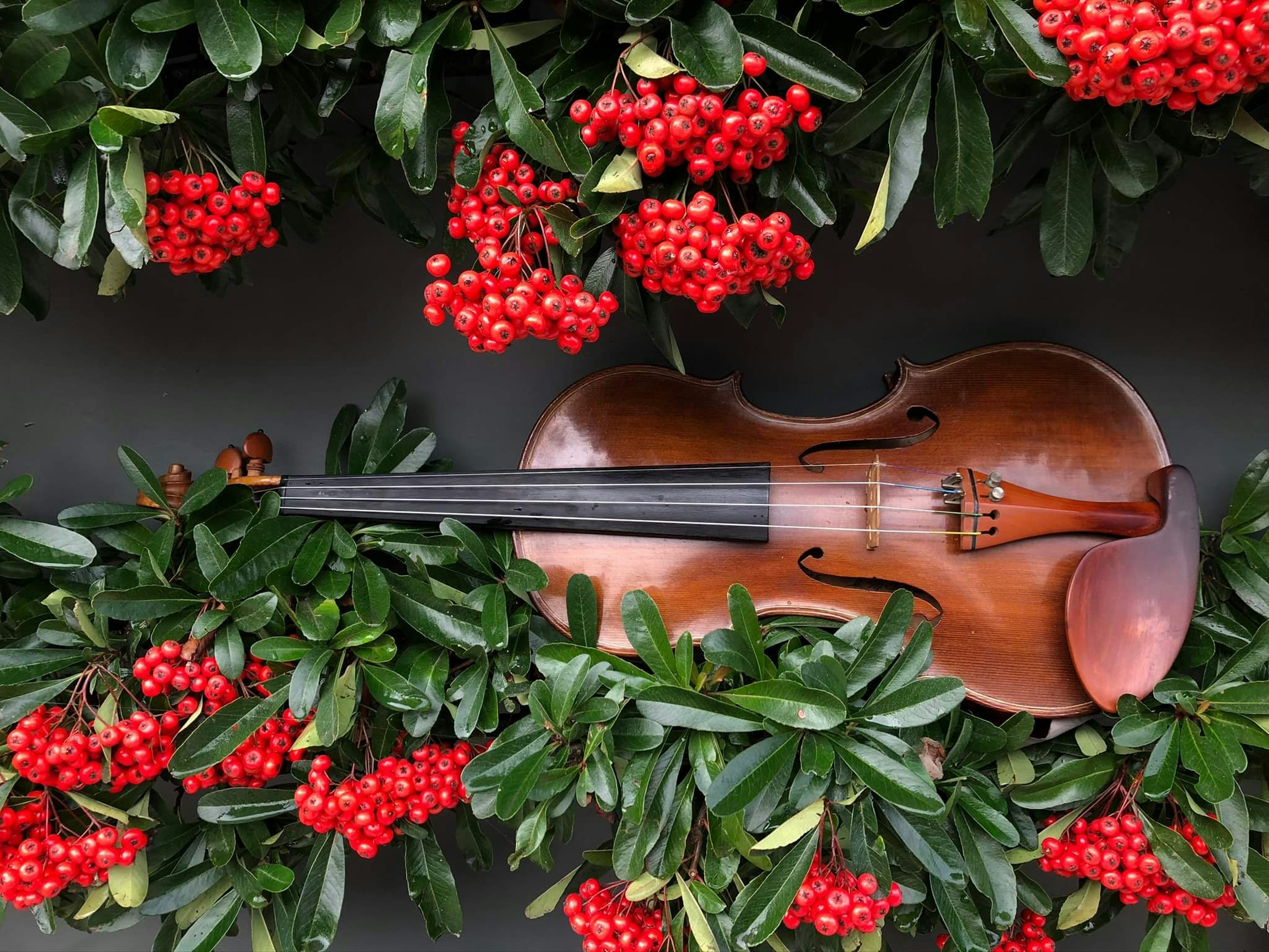 A violin on a bush photo – Free Portland Image on Unsplash