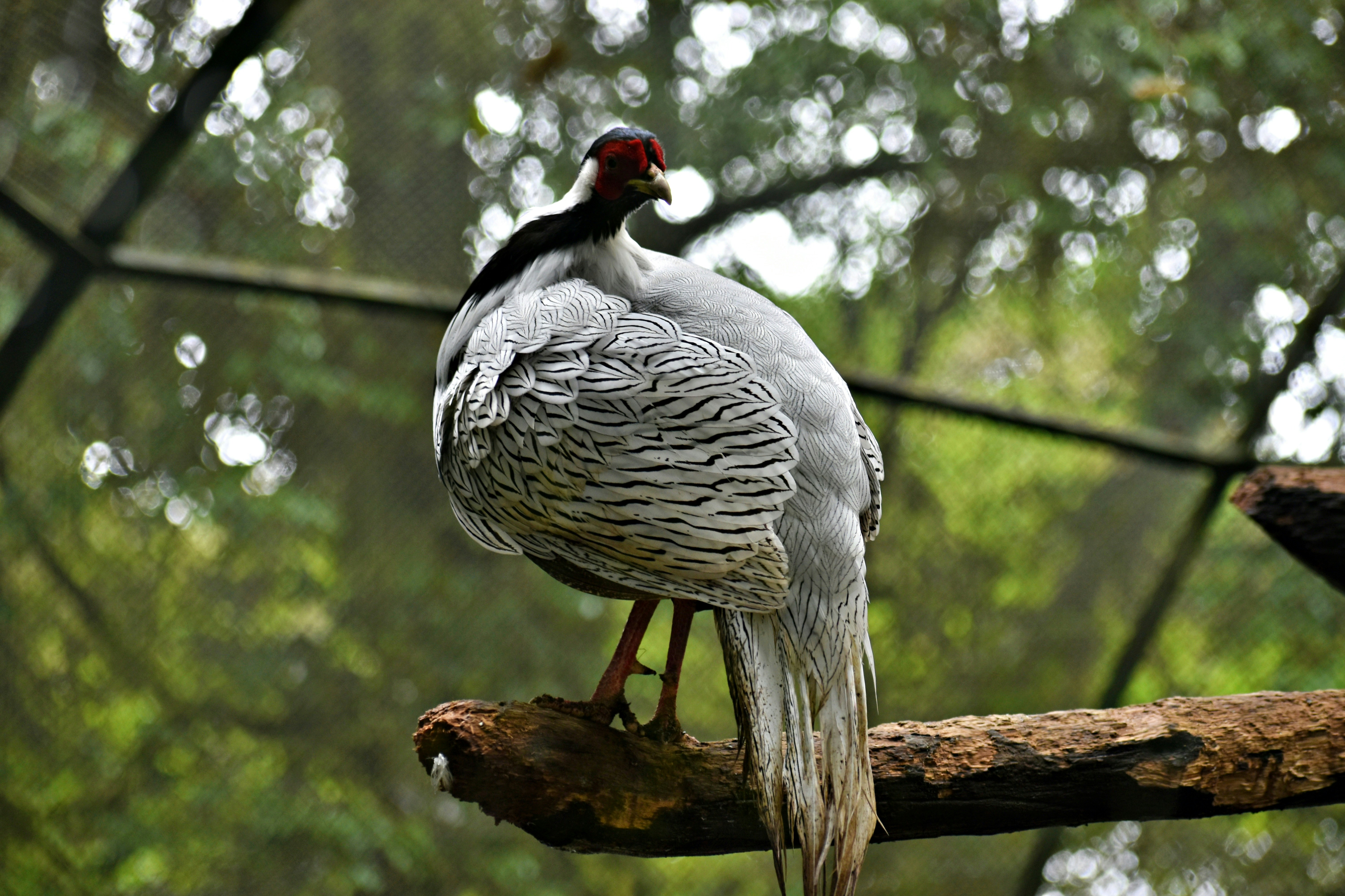 Silver pheasant