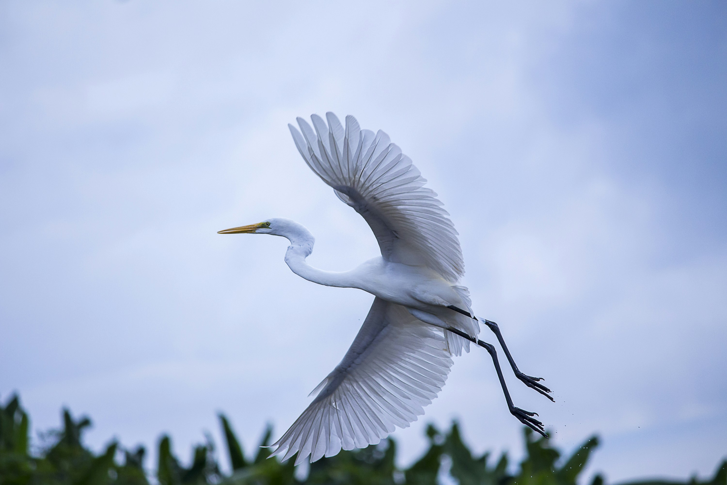 A white bird flying photo – Free Nature Image on Unsplash