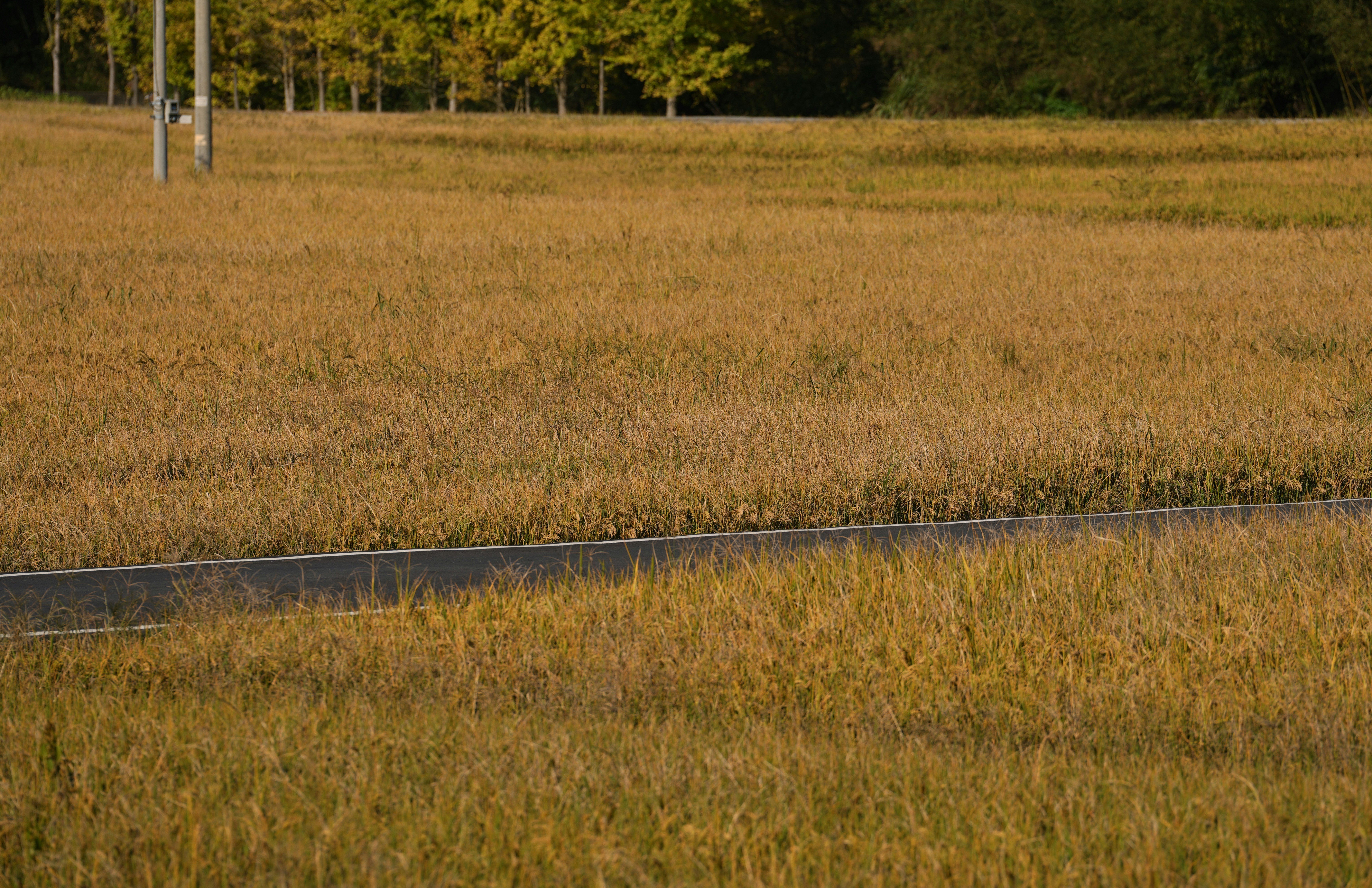 Photo by Liao Junwei with Sony Alpha 7 IV