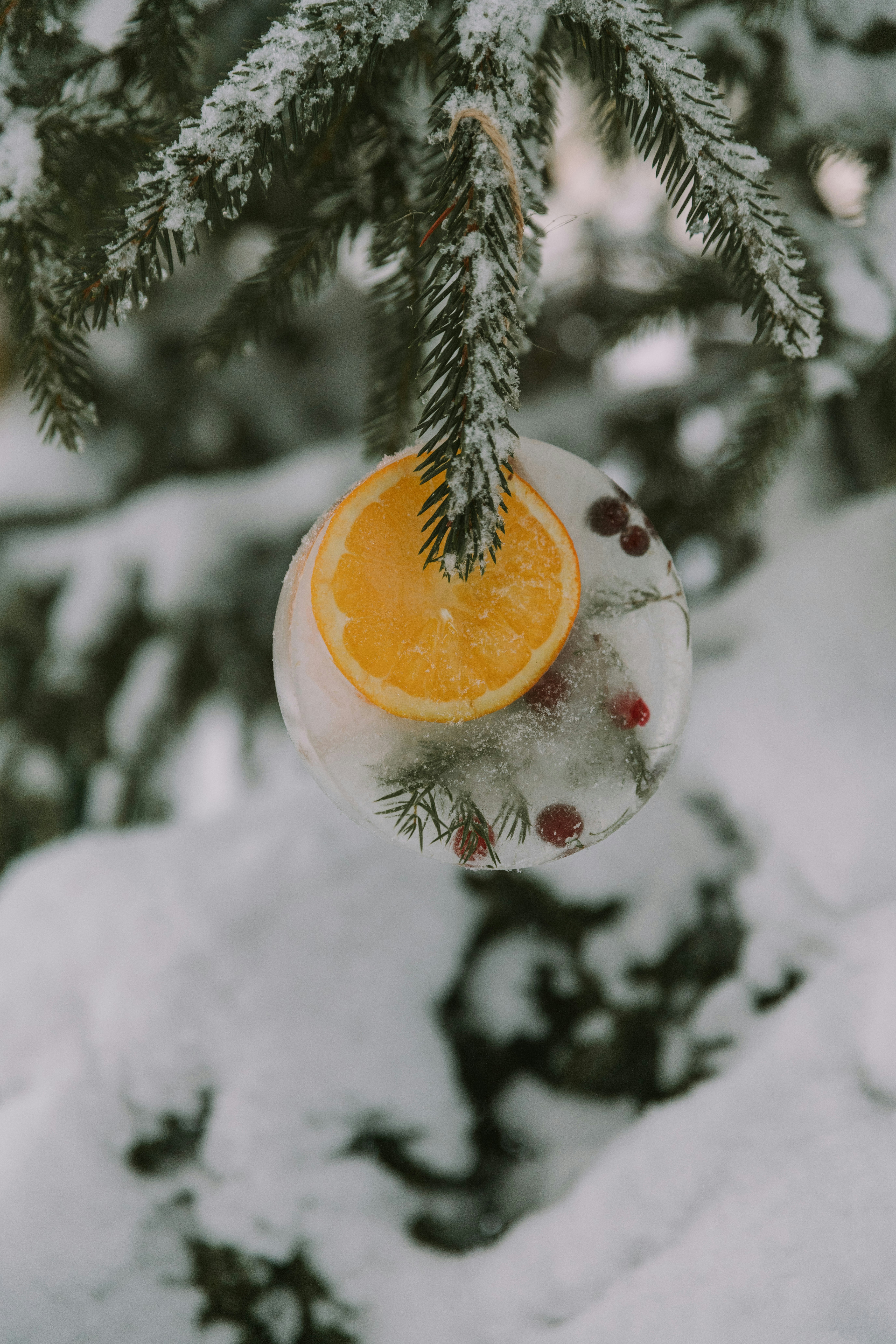 Citrus in Ice: A Glass Ornament Hanging from a Snow-Dusted Pine