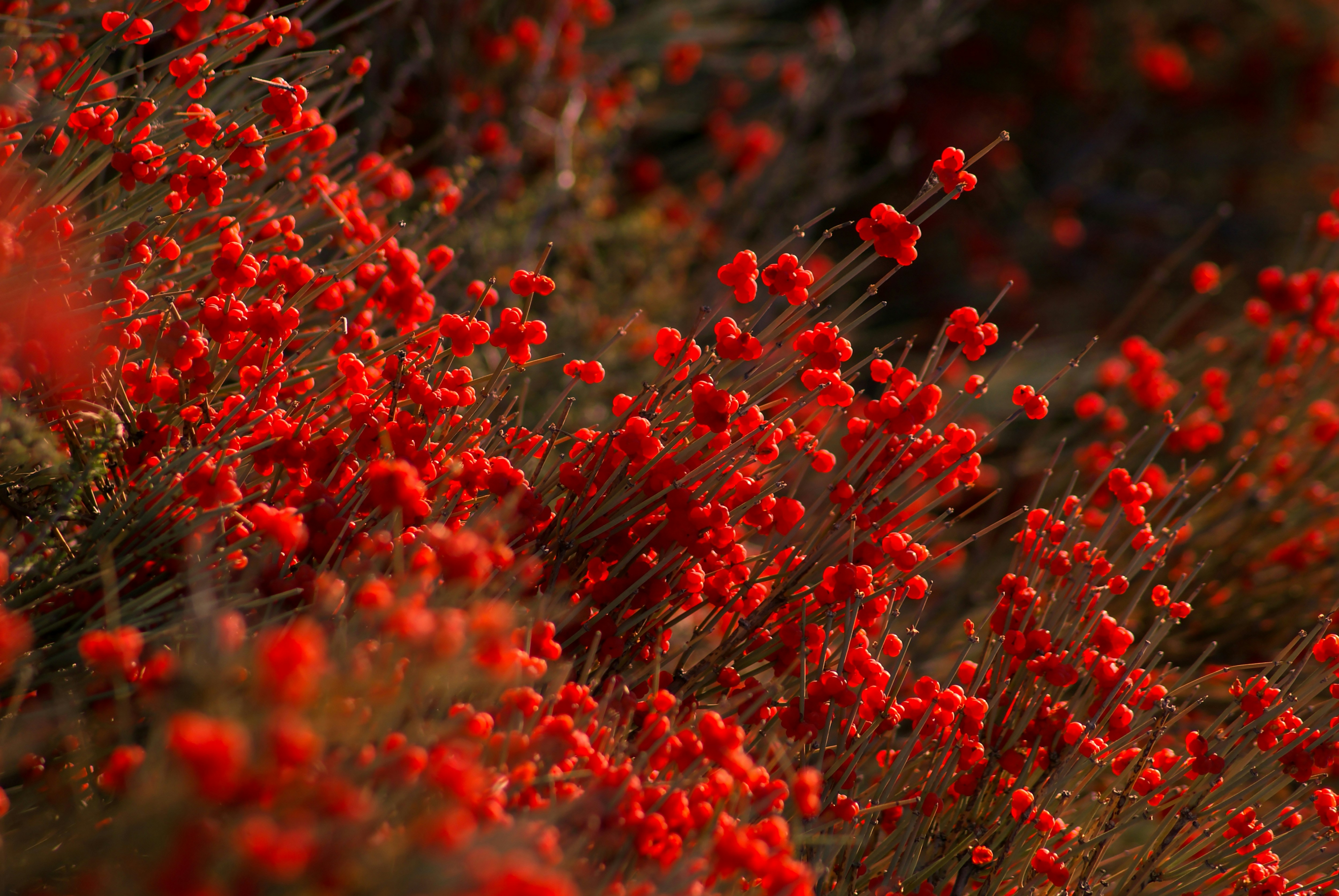 Close-up photograph of vivid red berries on slender stems, creating a soft, bokeh-rich field of crimson. The composition emphasizes texture and warm color against a muted background.