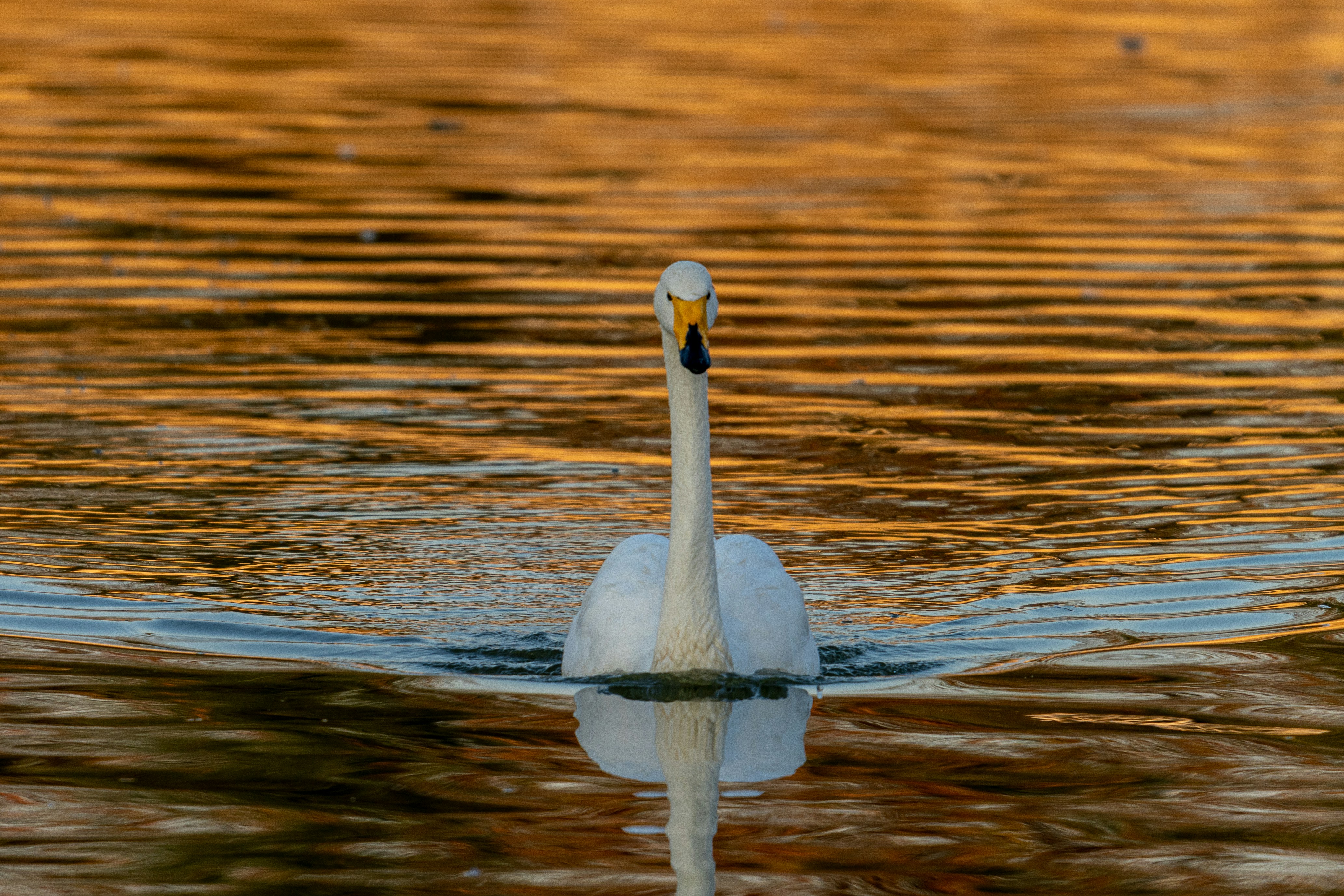 A graceful swan gliding through shimmering water, reflecting warm hues of gold and orange. The tranquil scene captures the essence of nature's beauty.