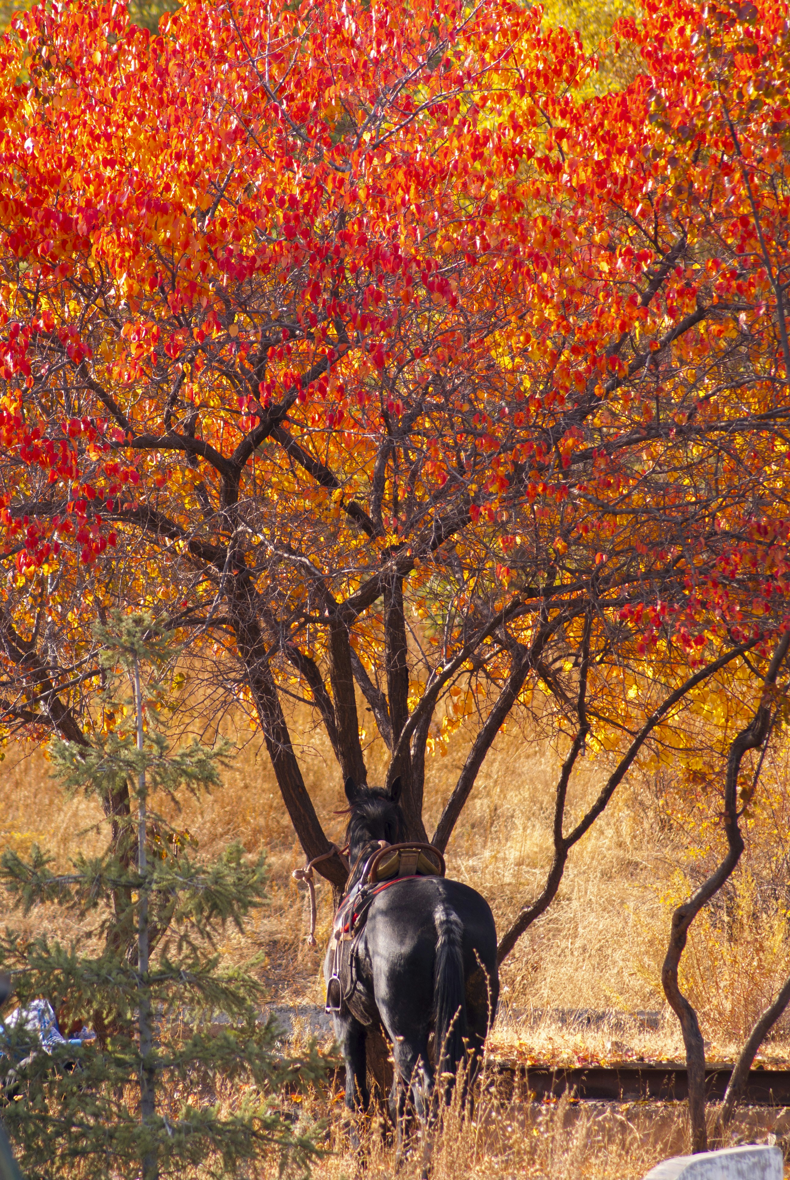 A black horse stands quietly under a vibrant tree adorned with fiery autumn leaves, surrounded by golden grass and a hint of rustic scenery.