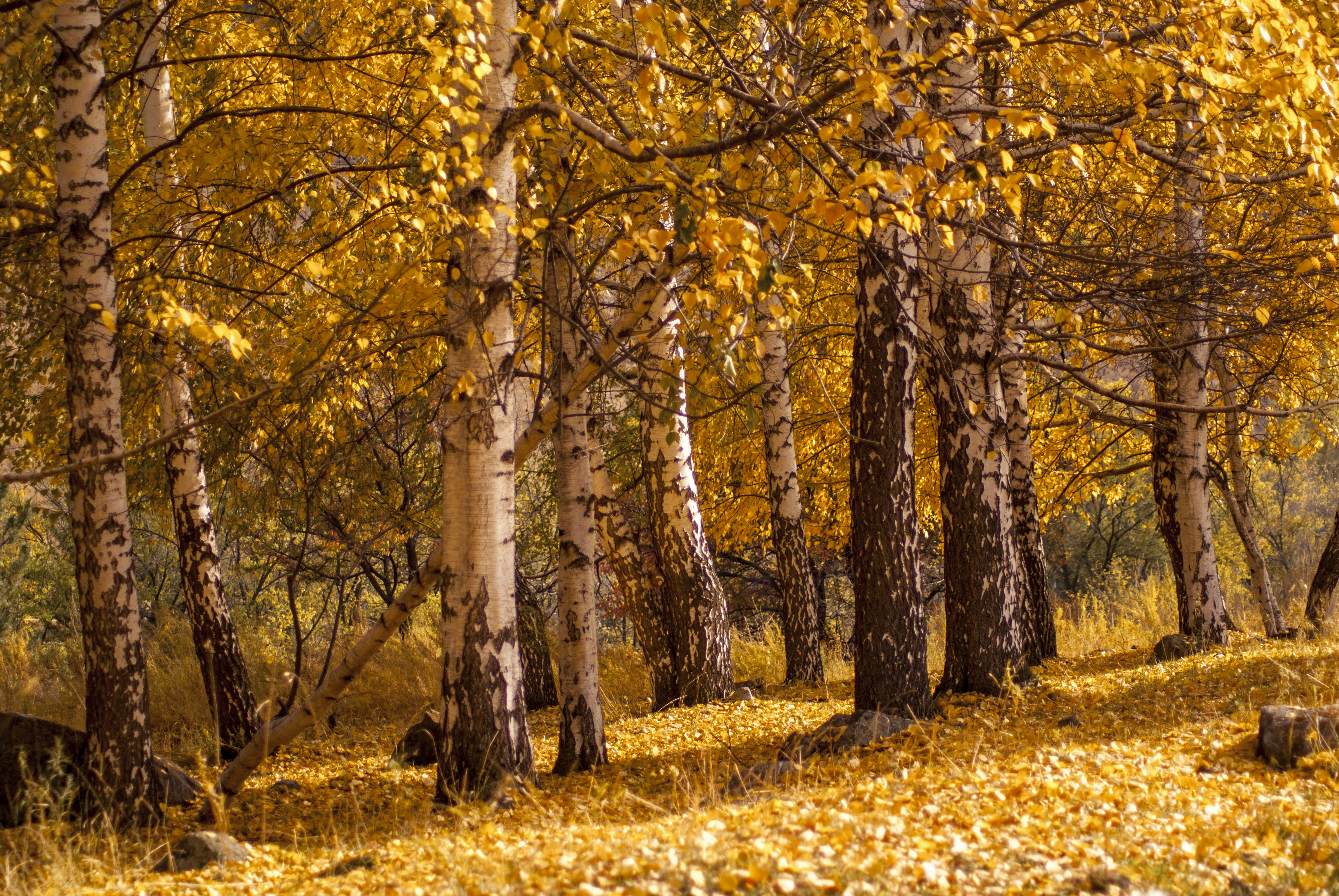 50,000+ Autumn Trees Pictures | Download Free Images on Unsplash