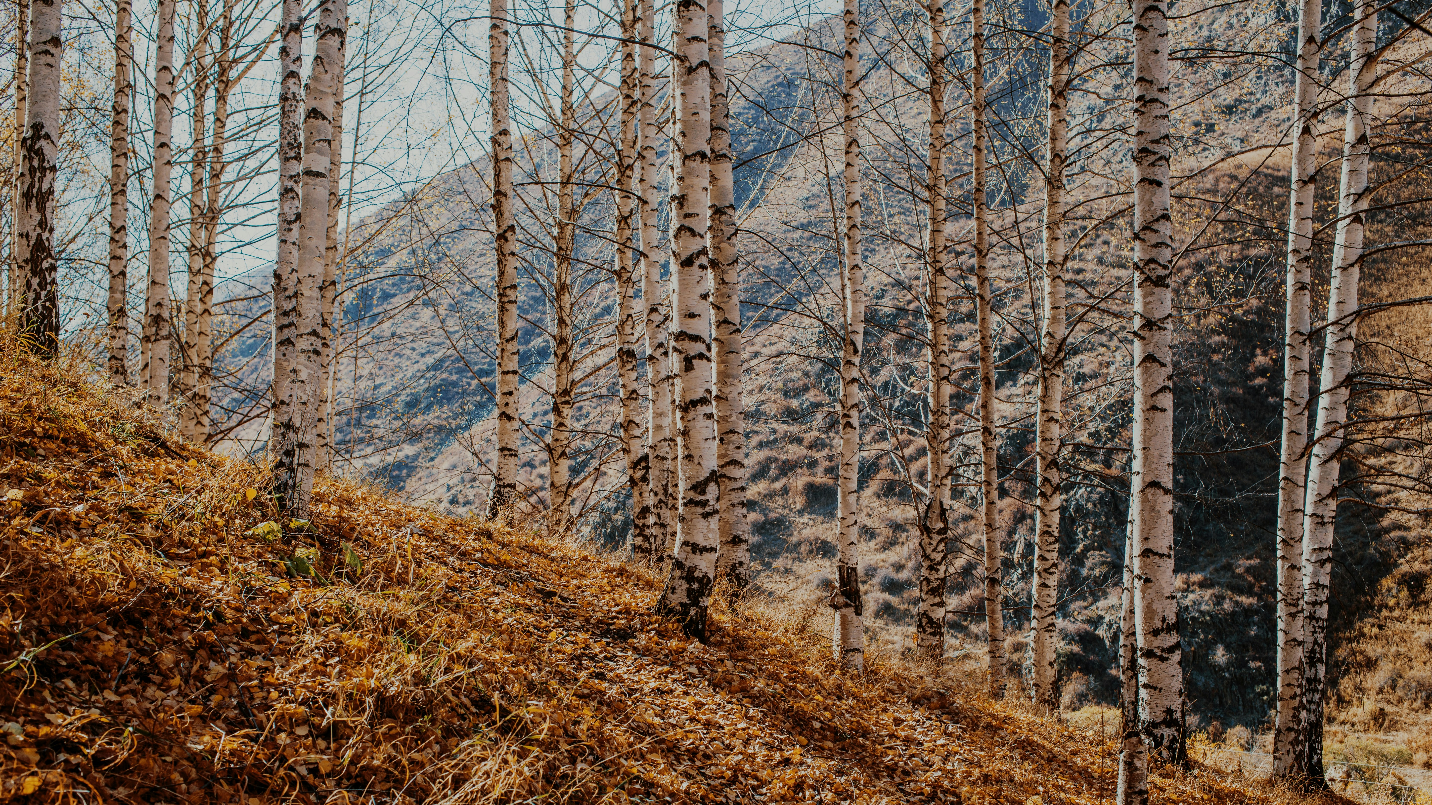 500+ Birch Tree Pictures [HD] | Download Free Images on Unsplash