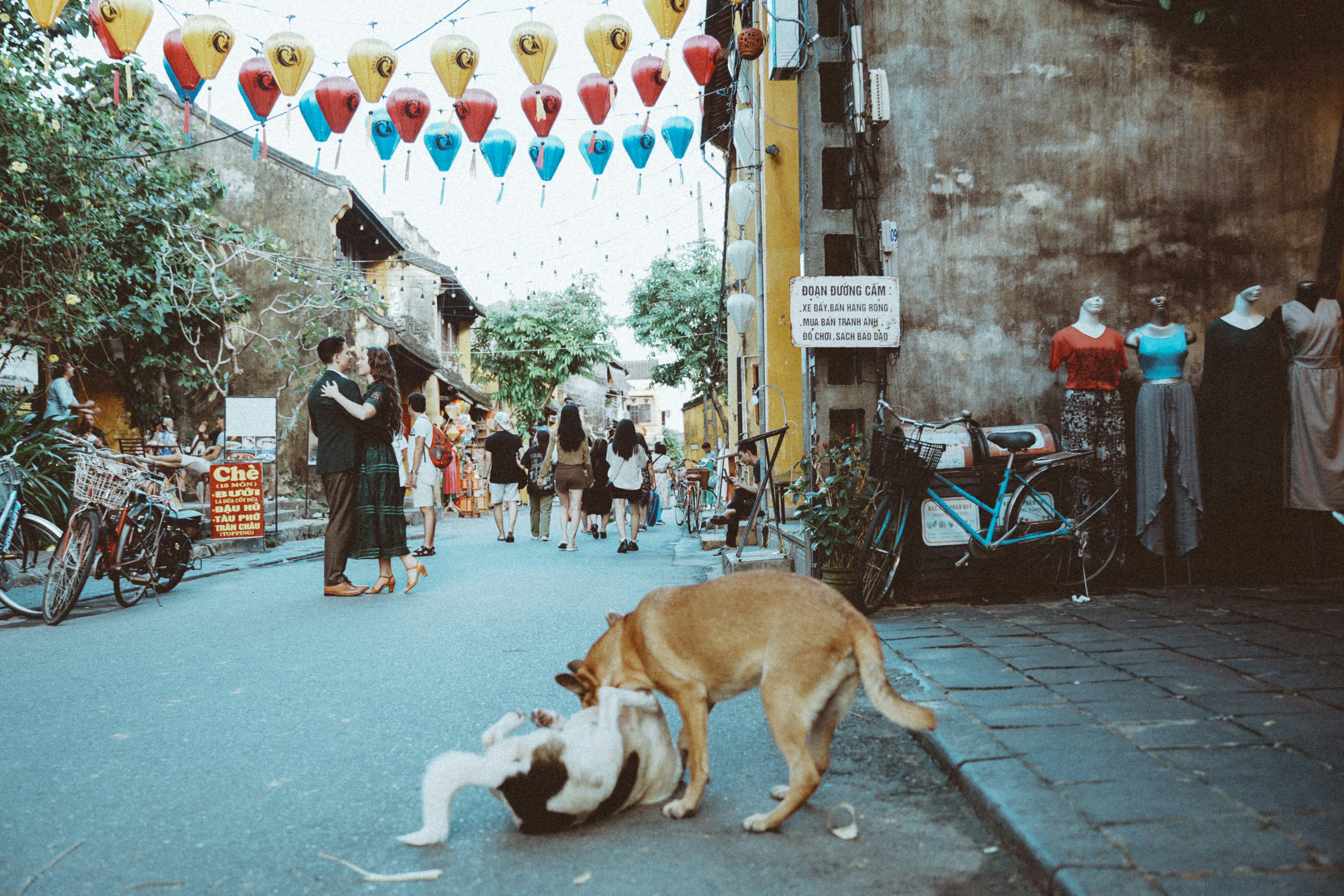 Two dogs playfully interacting on a vibrant street adorned with colorful lanterns, while pedestrians stroll in the background. The scene captures a lively atmosphere of community and joy.
