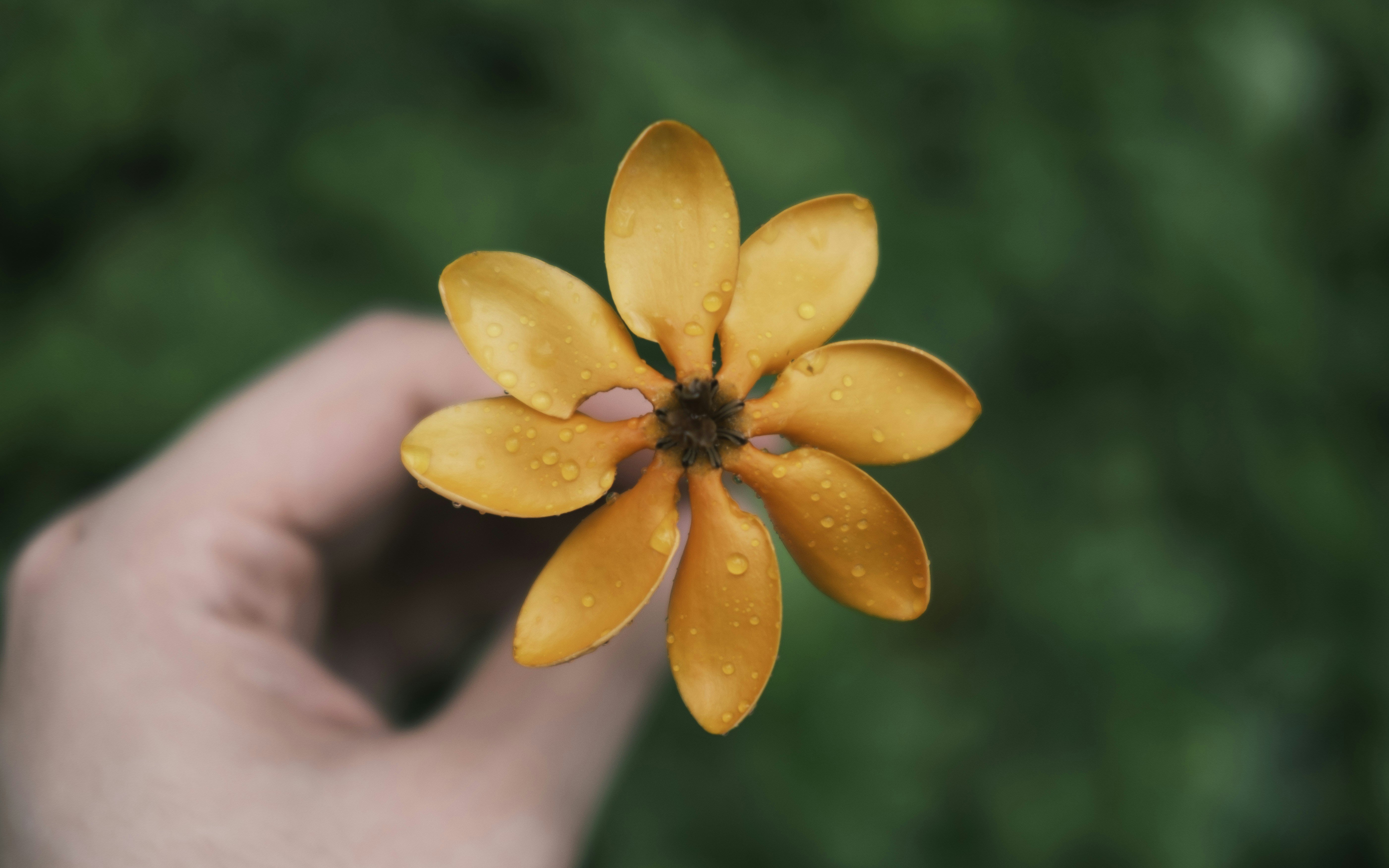 Dew-Kissed Orange Petal Held in a Quiet Green Backdrop