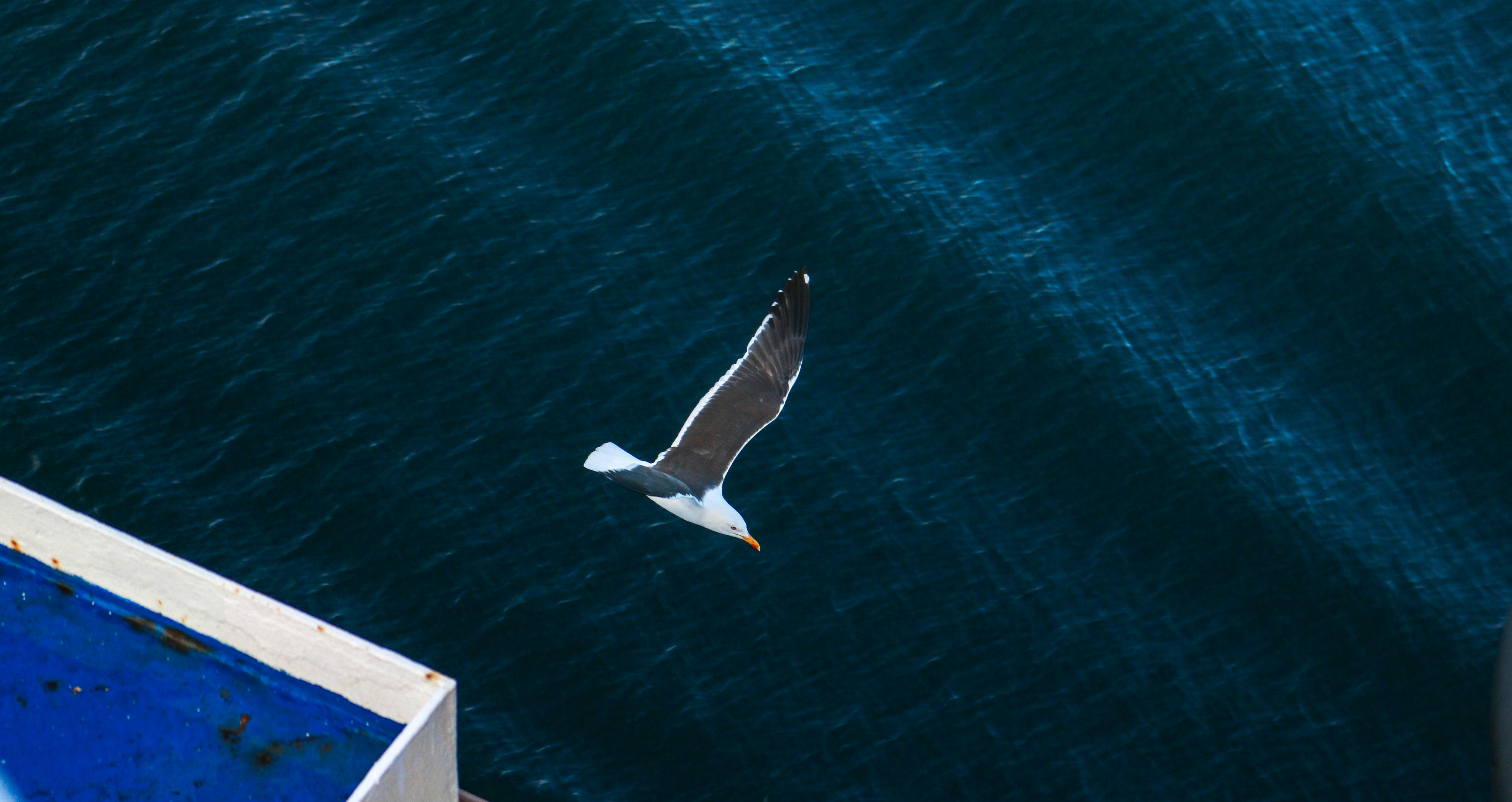 Low-Altitude Soar: A lone gull glides over deep blue waters