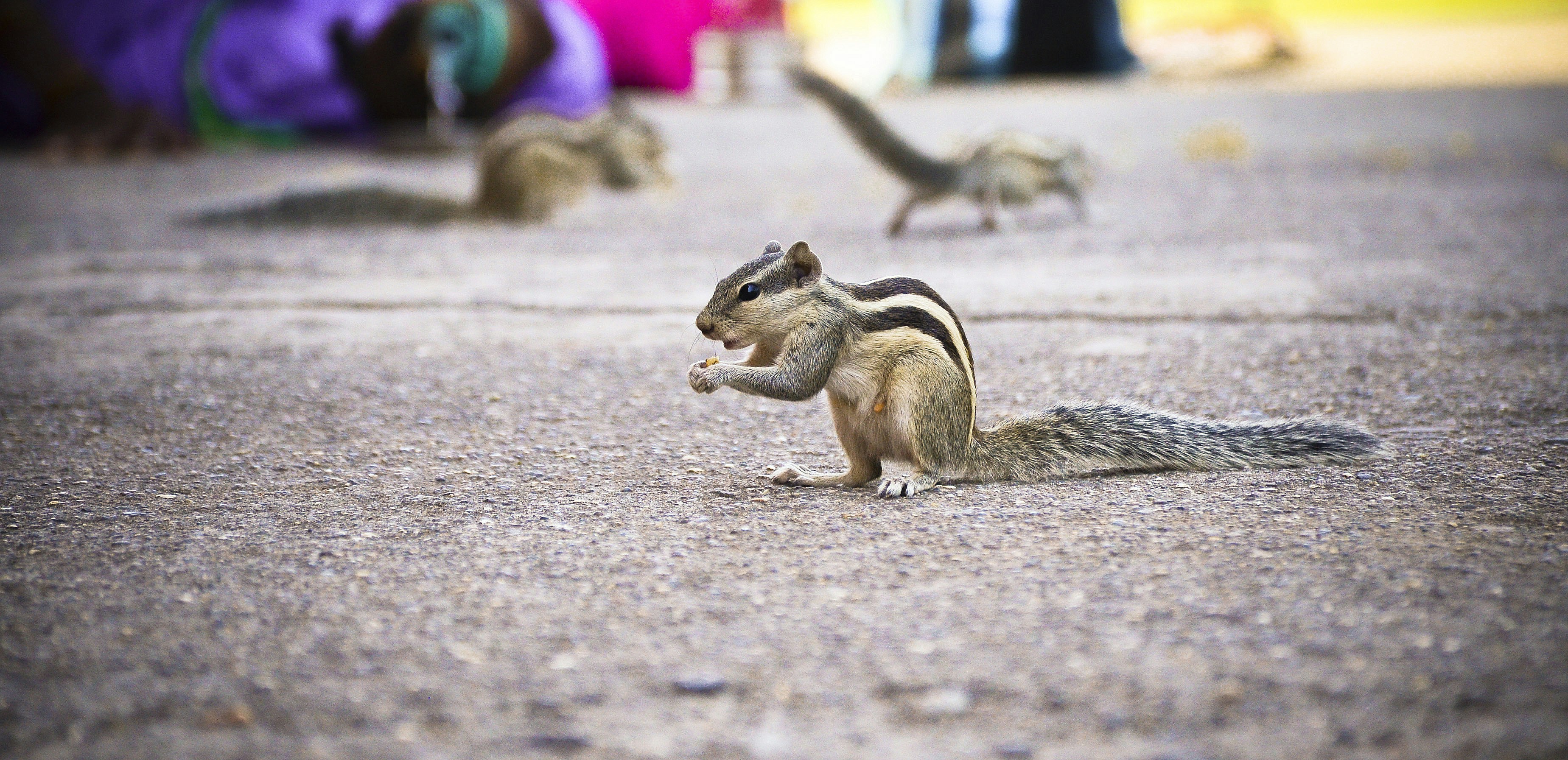 Squirrels gather on a paved road, with one prominently nibbling on food.
