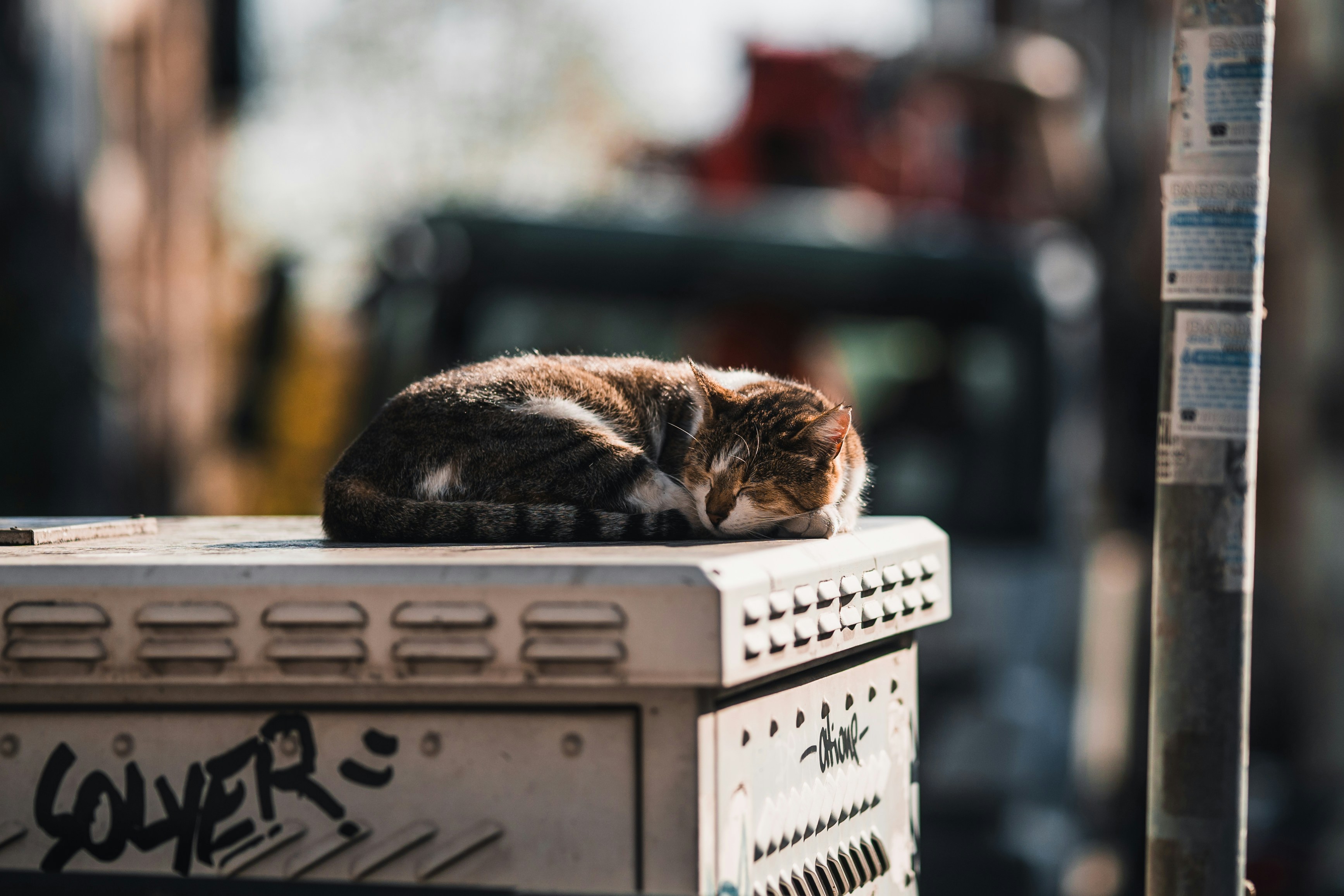 Afternoon Respite: Street Cat on a Graffiti Box